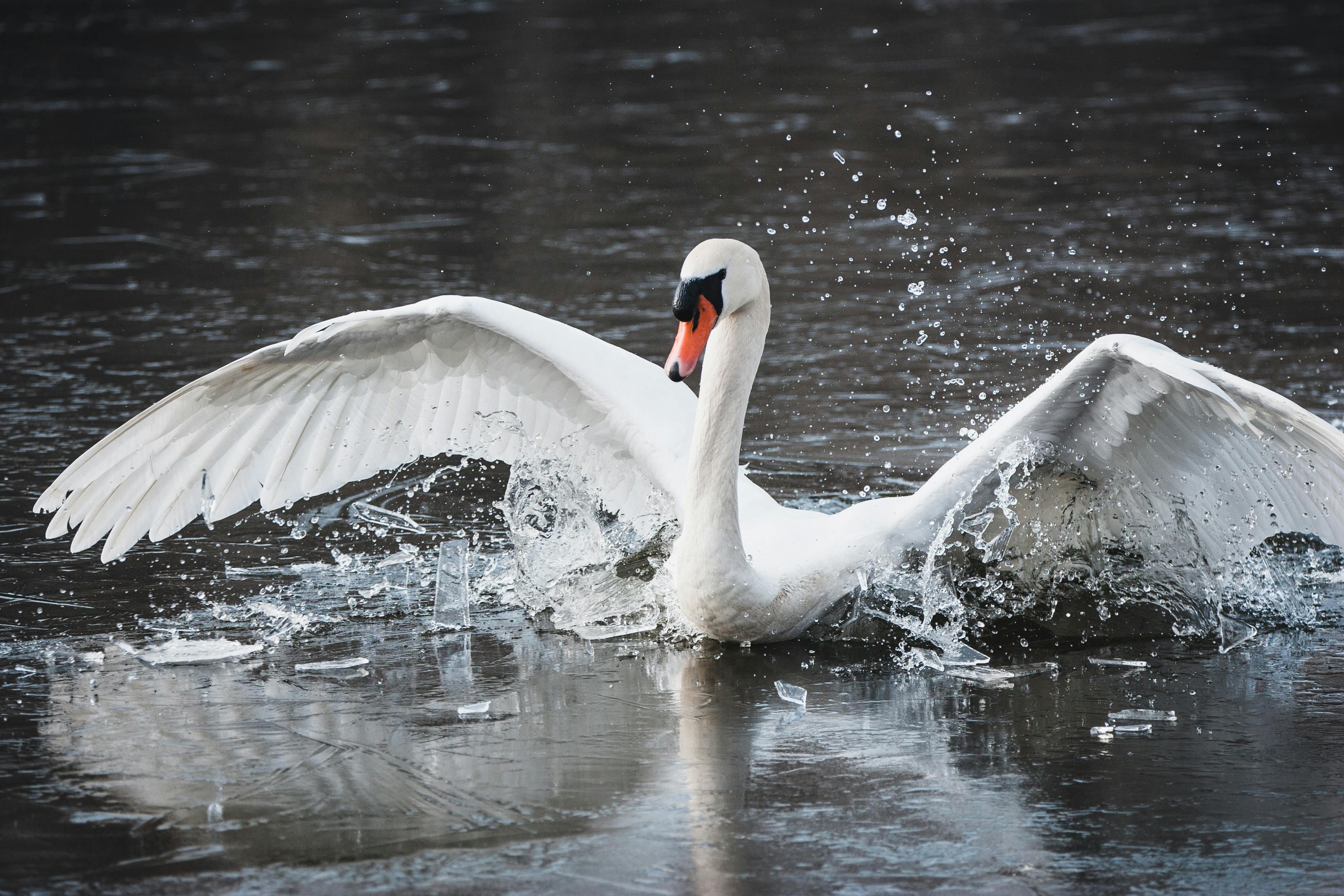 Swan Landing on Water · Free Stock Photo