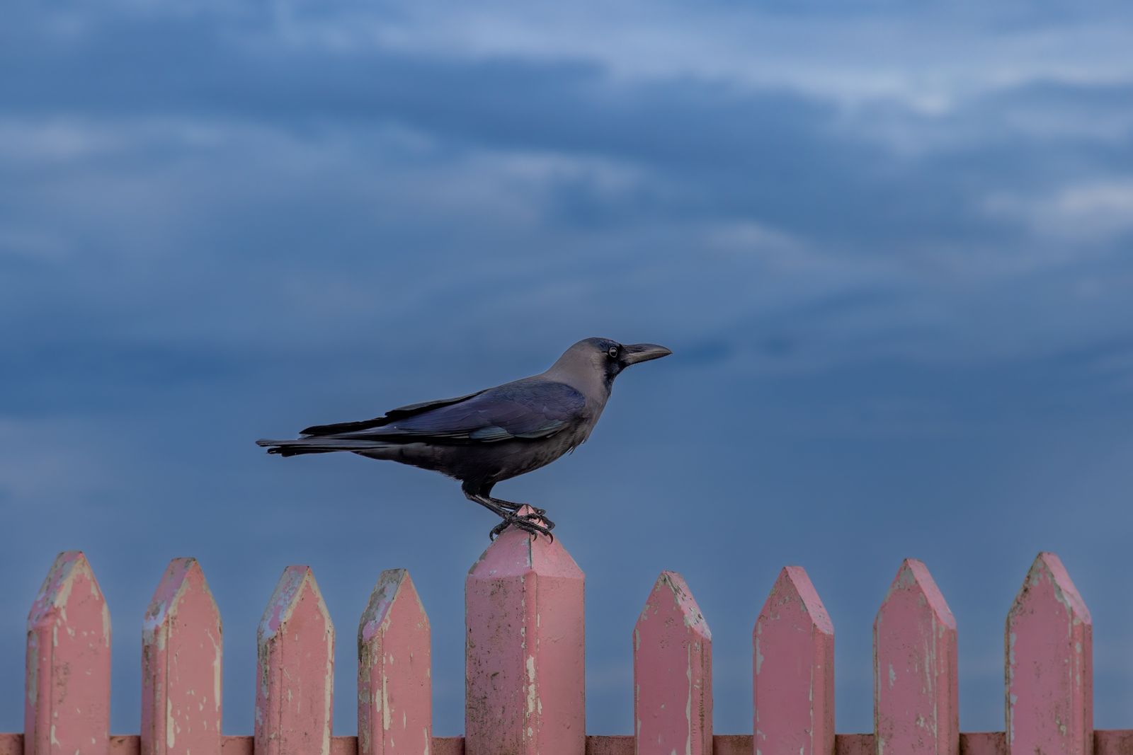 Crow On Fence Photos, Download The BEST Free Crow On Fence Stock Photos ...