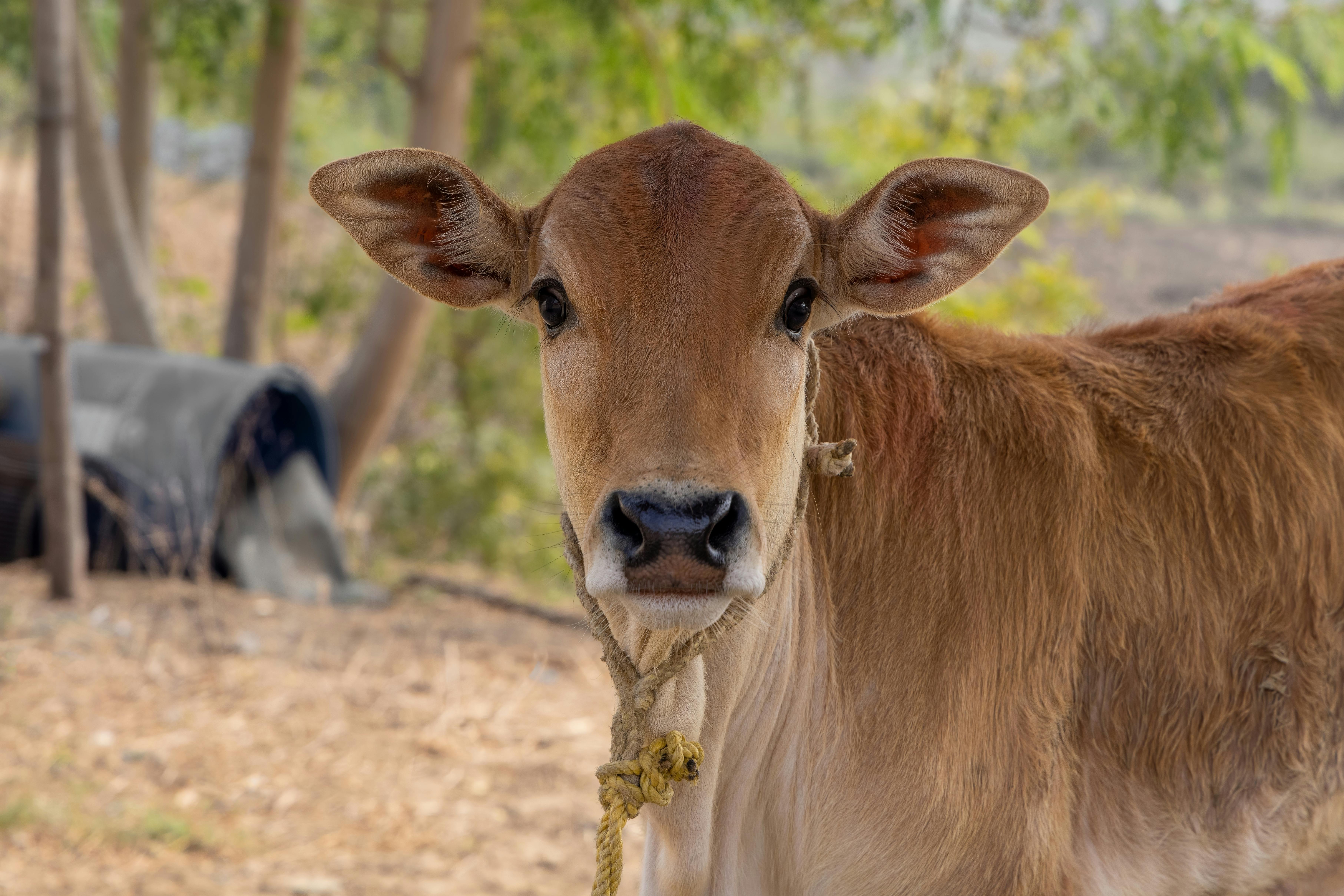 Close up of Cattle Head · Free Stock Photo