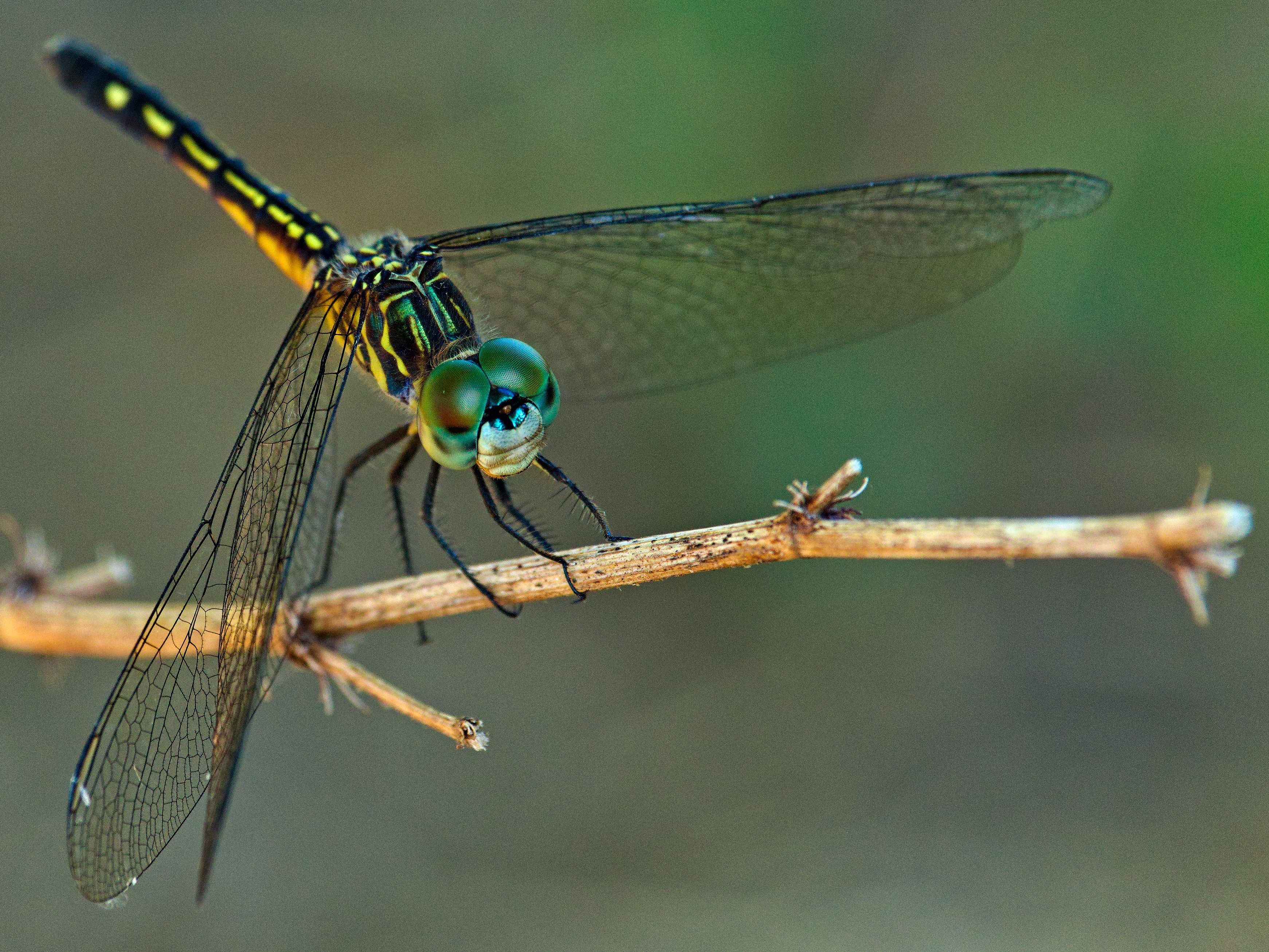 Green Dragonfly on Green Grass · Free Stock Photo