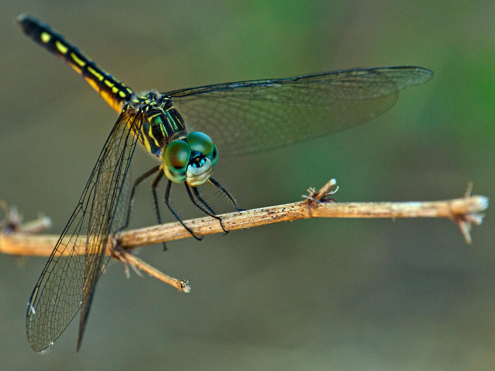 Dragonfly Wallpaper Photos, Download The BEST Free Dragonfly Wallpaper ...