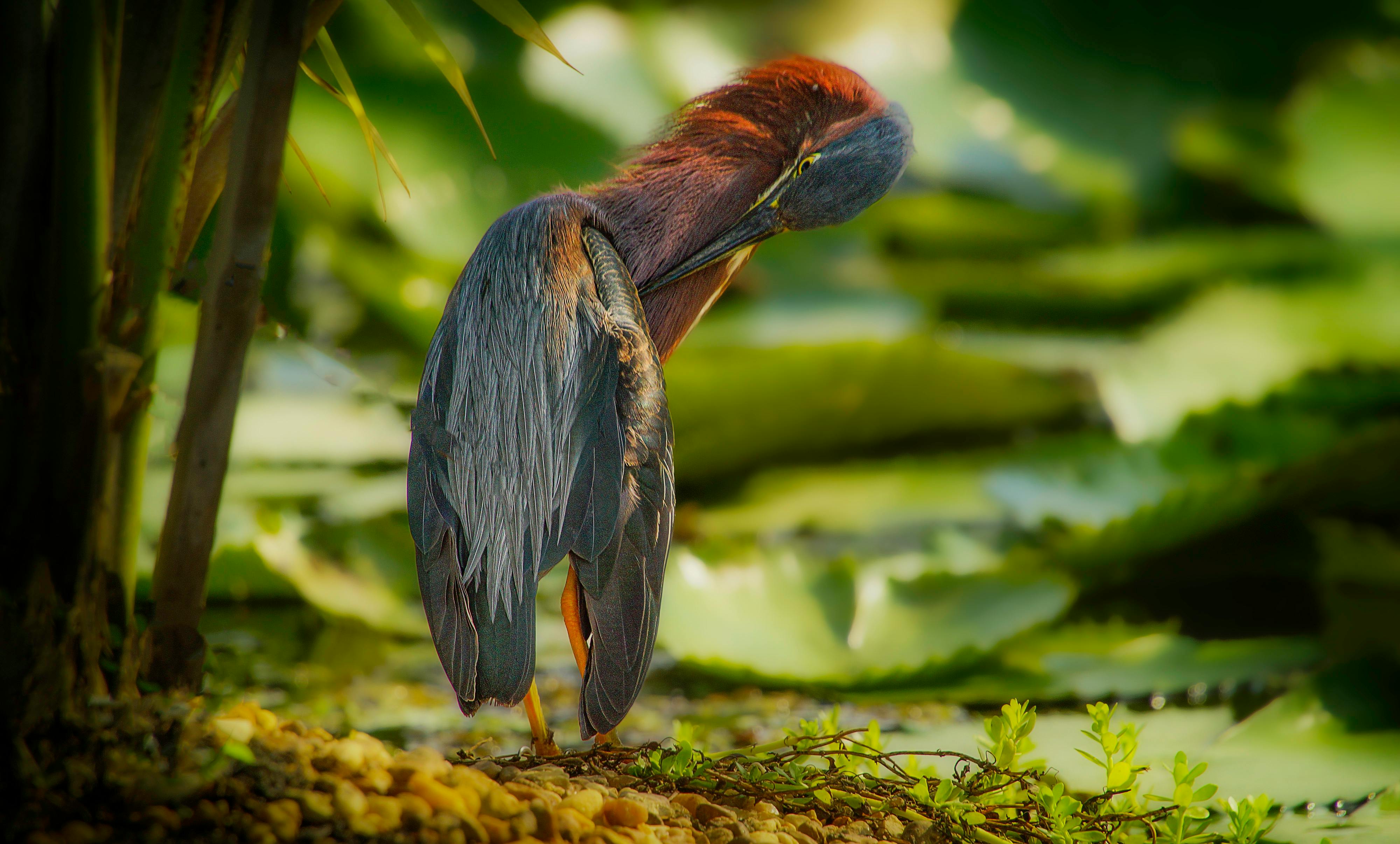 Close up of Exotic Bird · Free Stock Photo