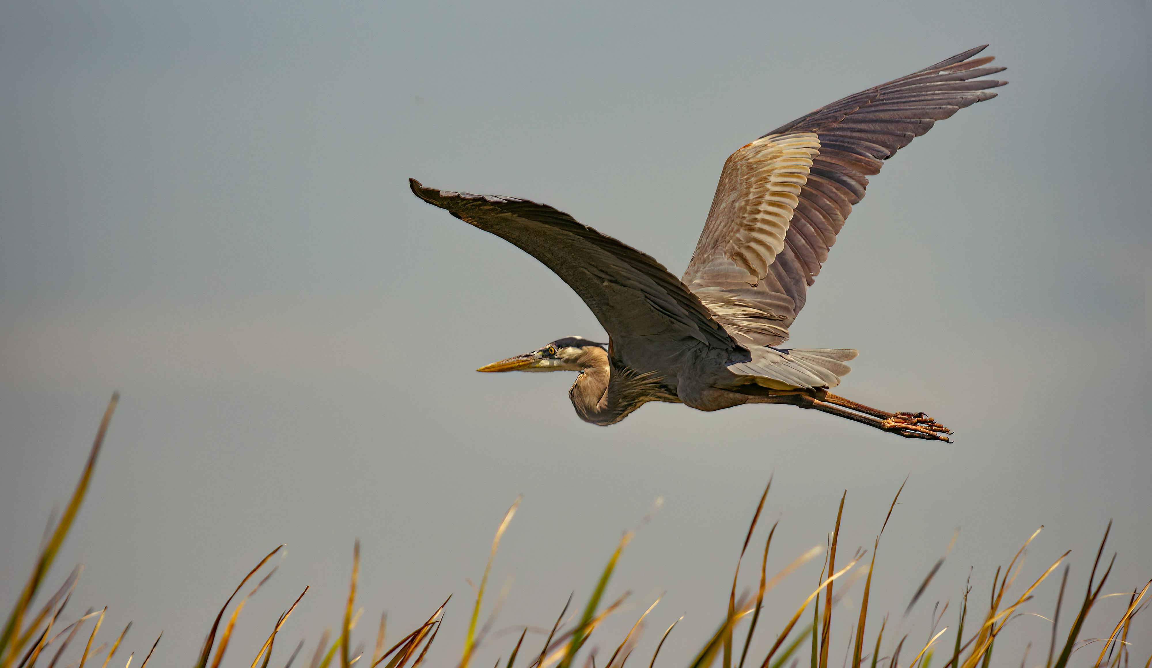 Great Blue Heron Flying · Free Stock Photo