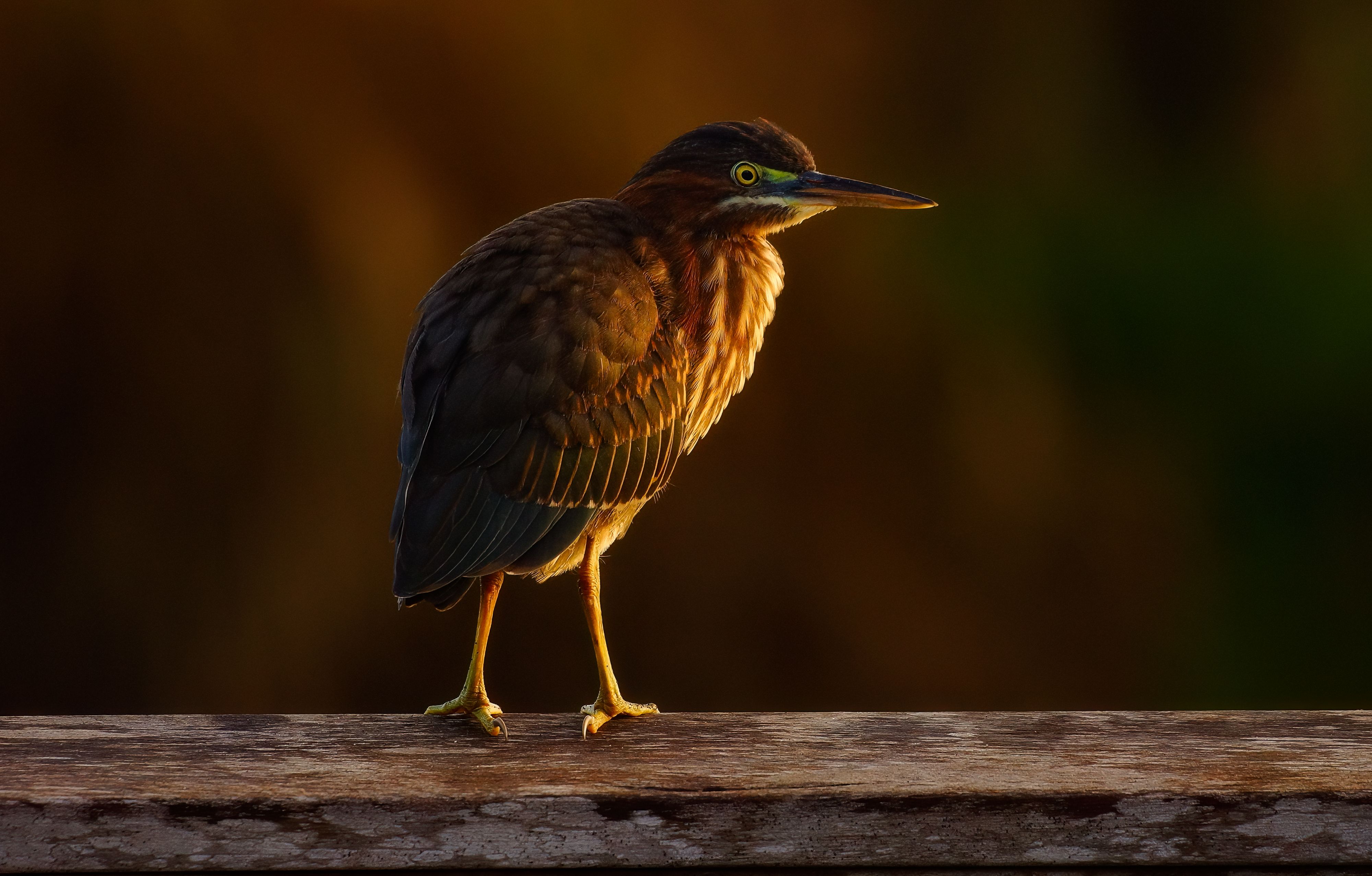 Close-up of a Green Heron · Free Stock Photo