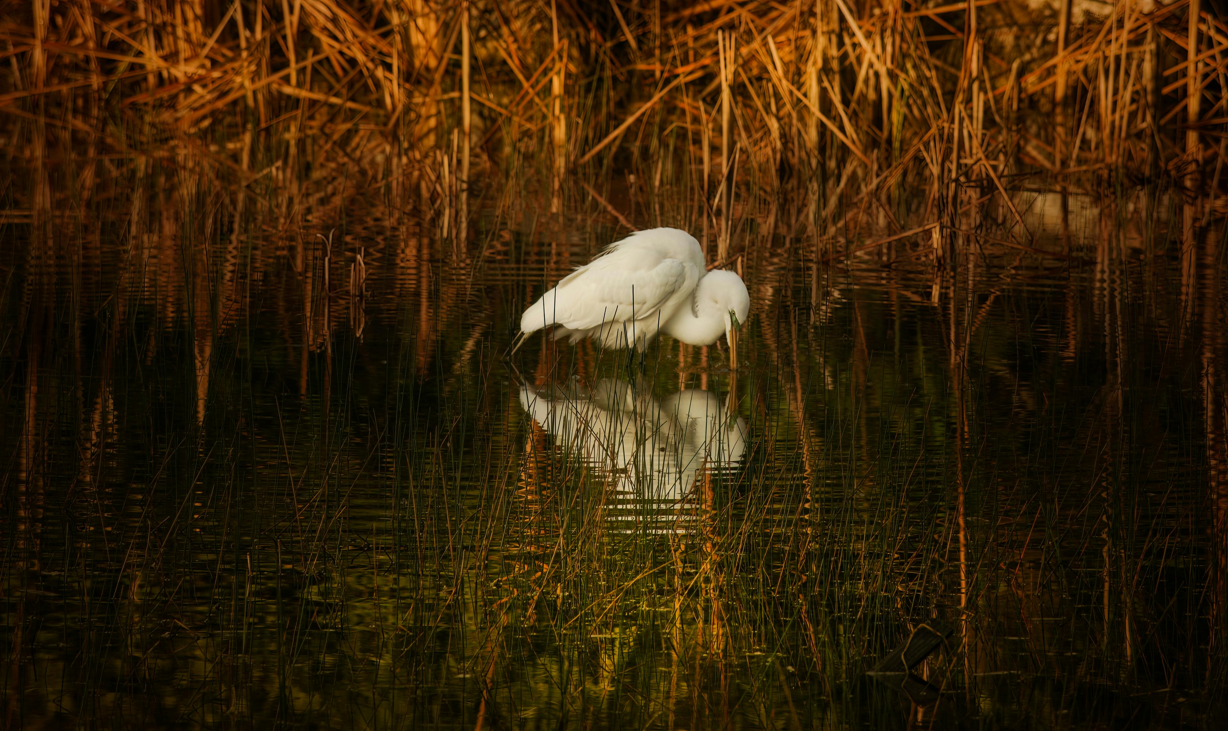 Photo gratuite de aigrette, animal, eau, faune, héron blanc, marais ...