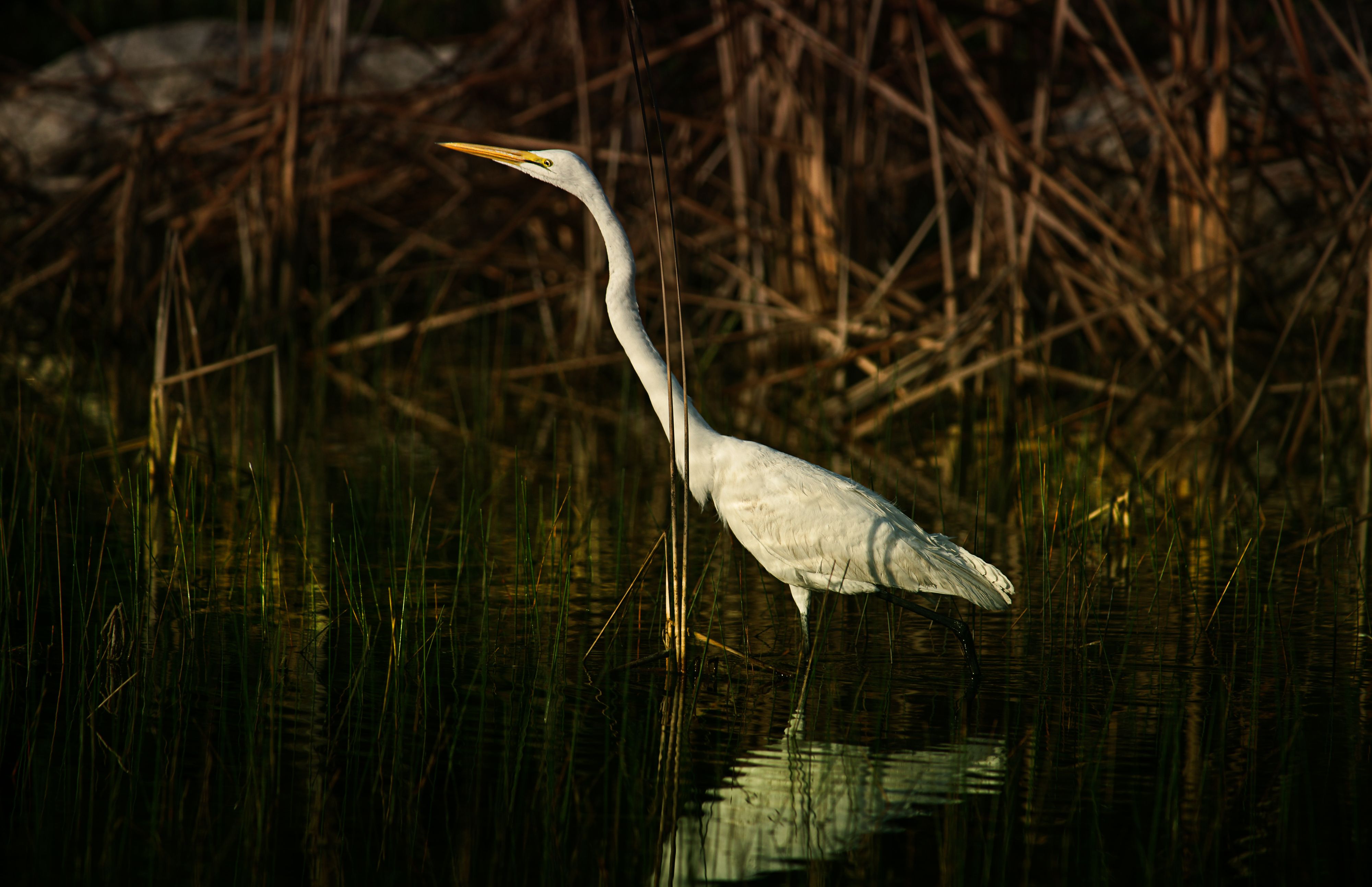 Great Egret Bird Standing in Lake · Free Stock Photo