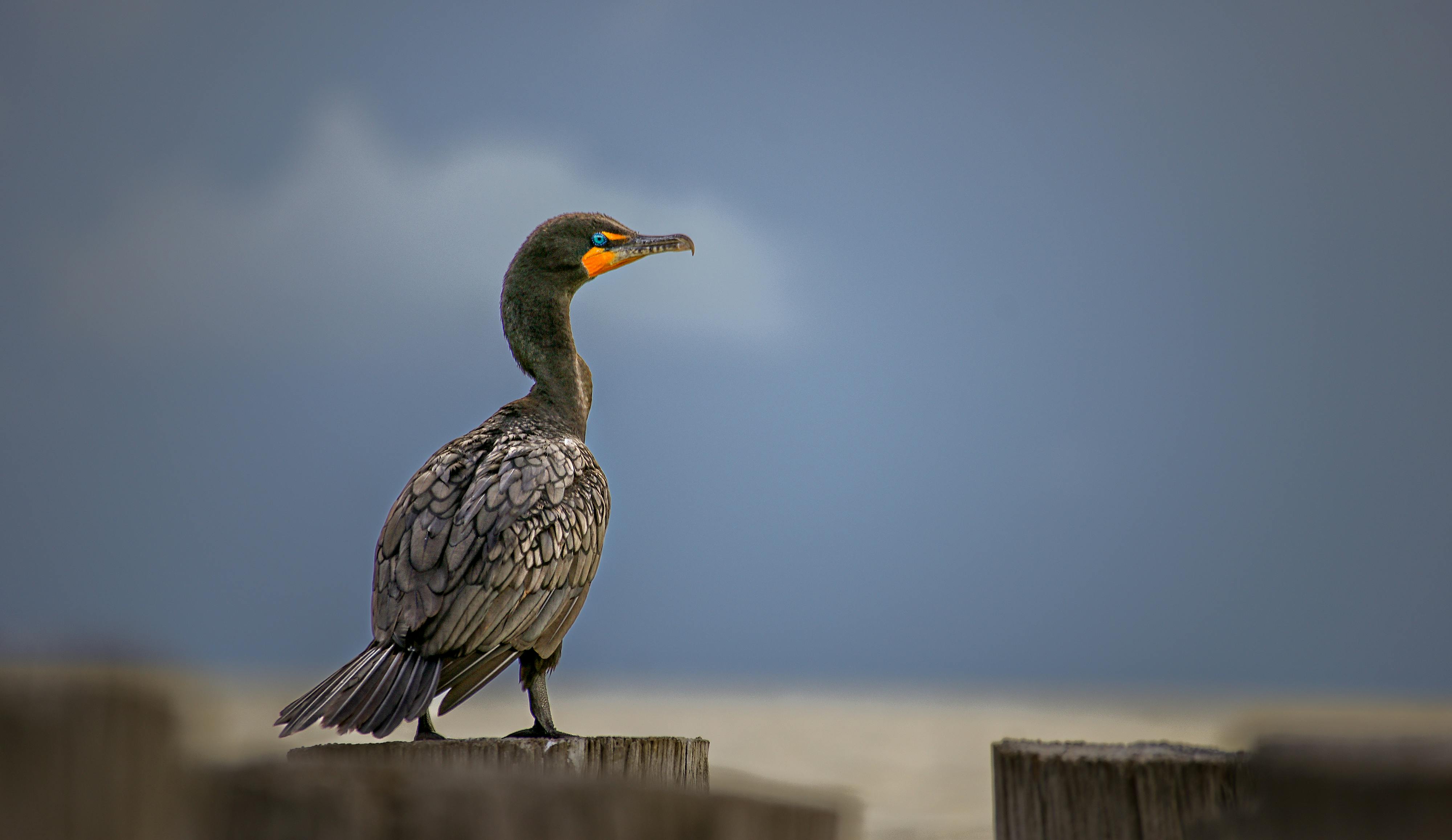 Cormorant Colony on Alcatraz Island · Free Stock Photo