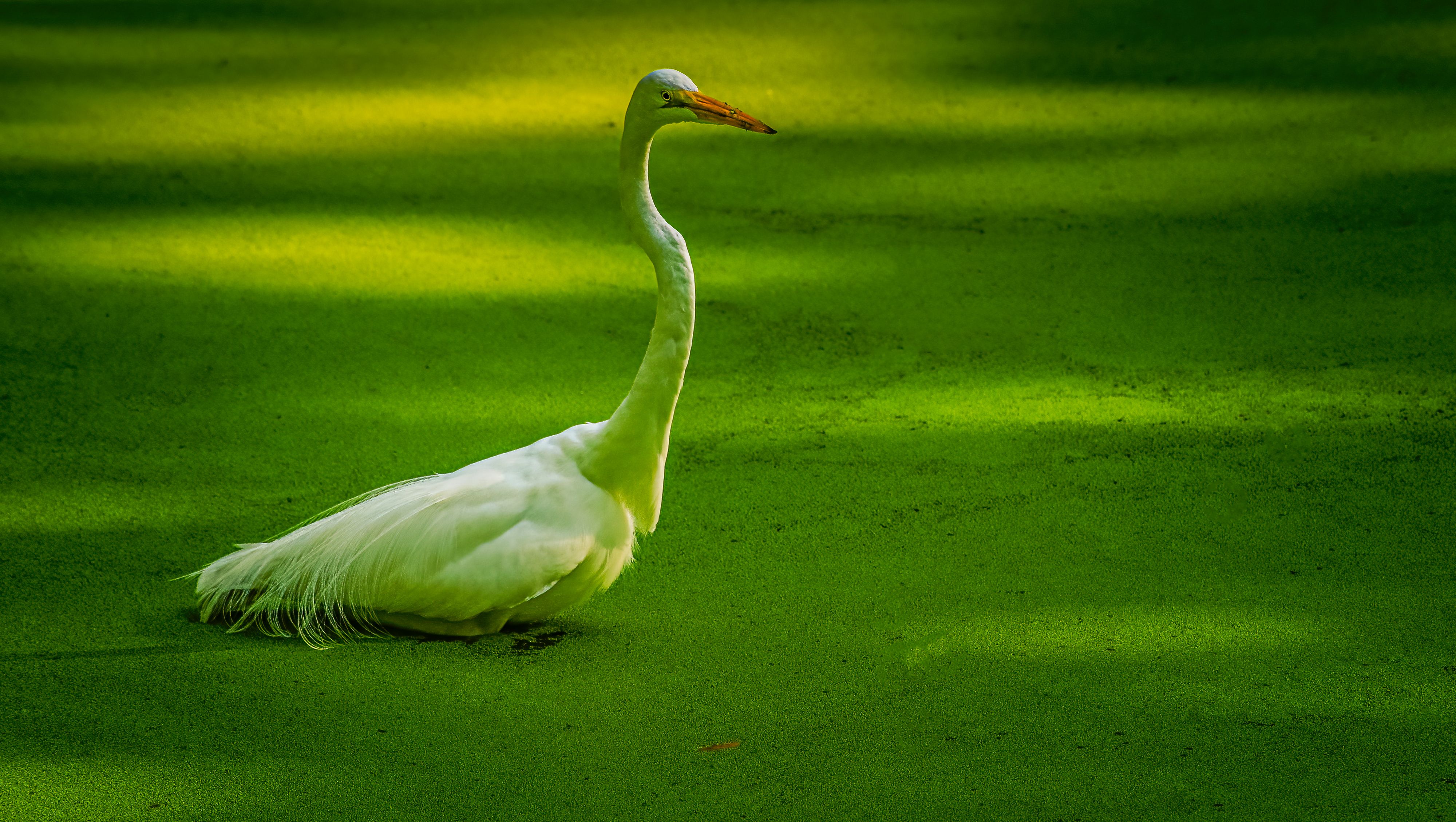 Bird Pecking in Water · Free Stock Photo