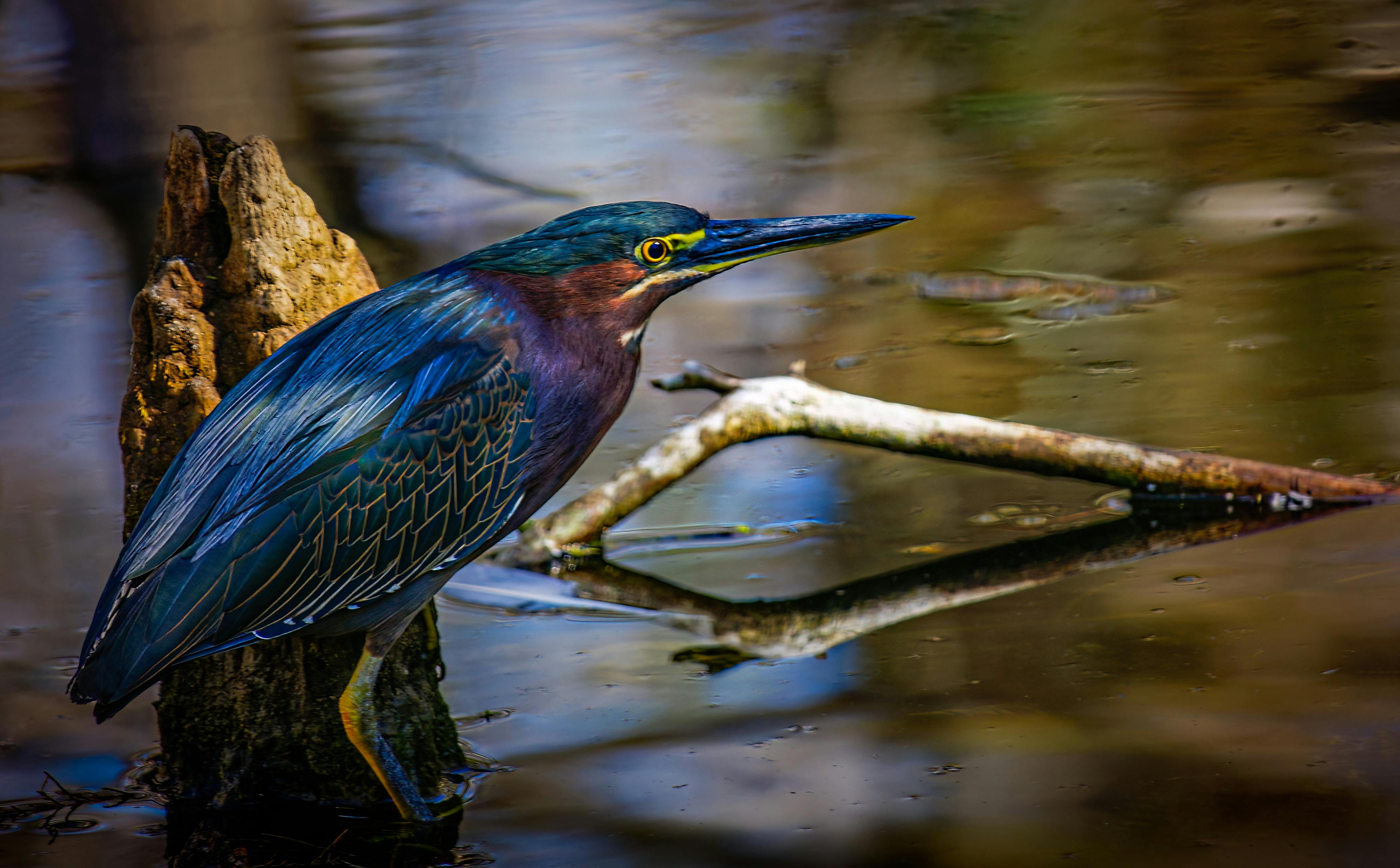 Bird Pecking in Water · Free Stock Photo