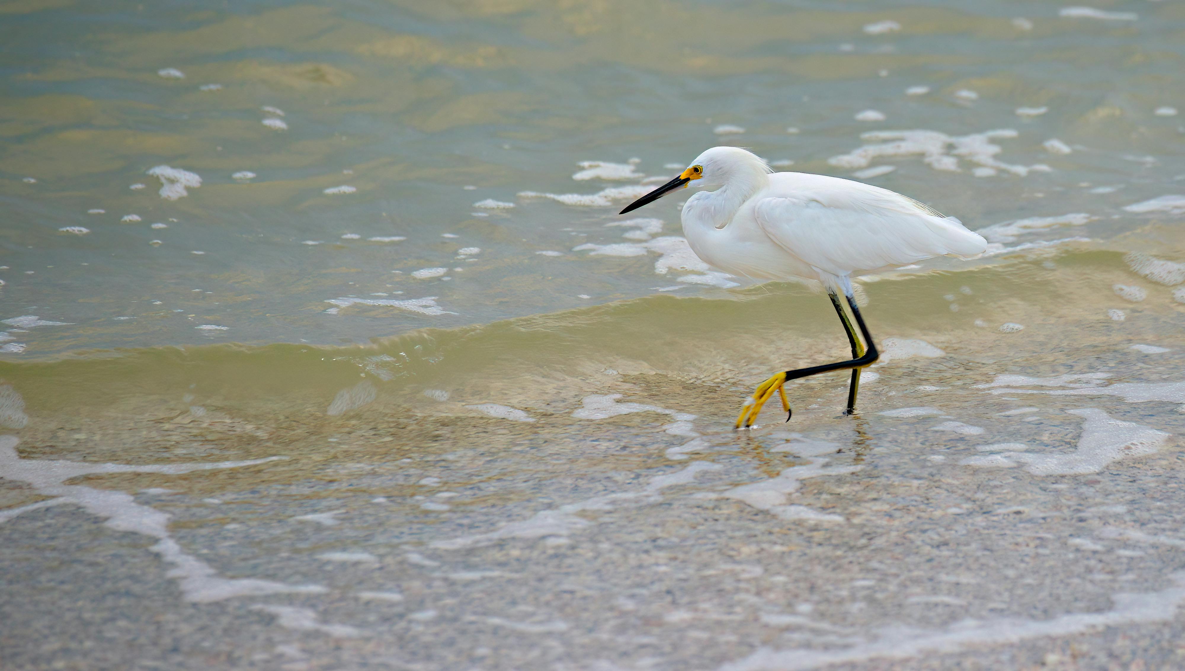 Close up of Heron in Water · Free Stock Photo