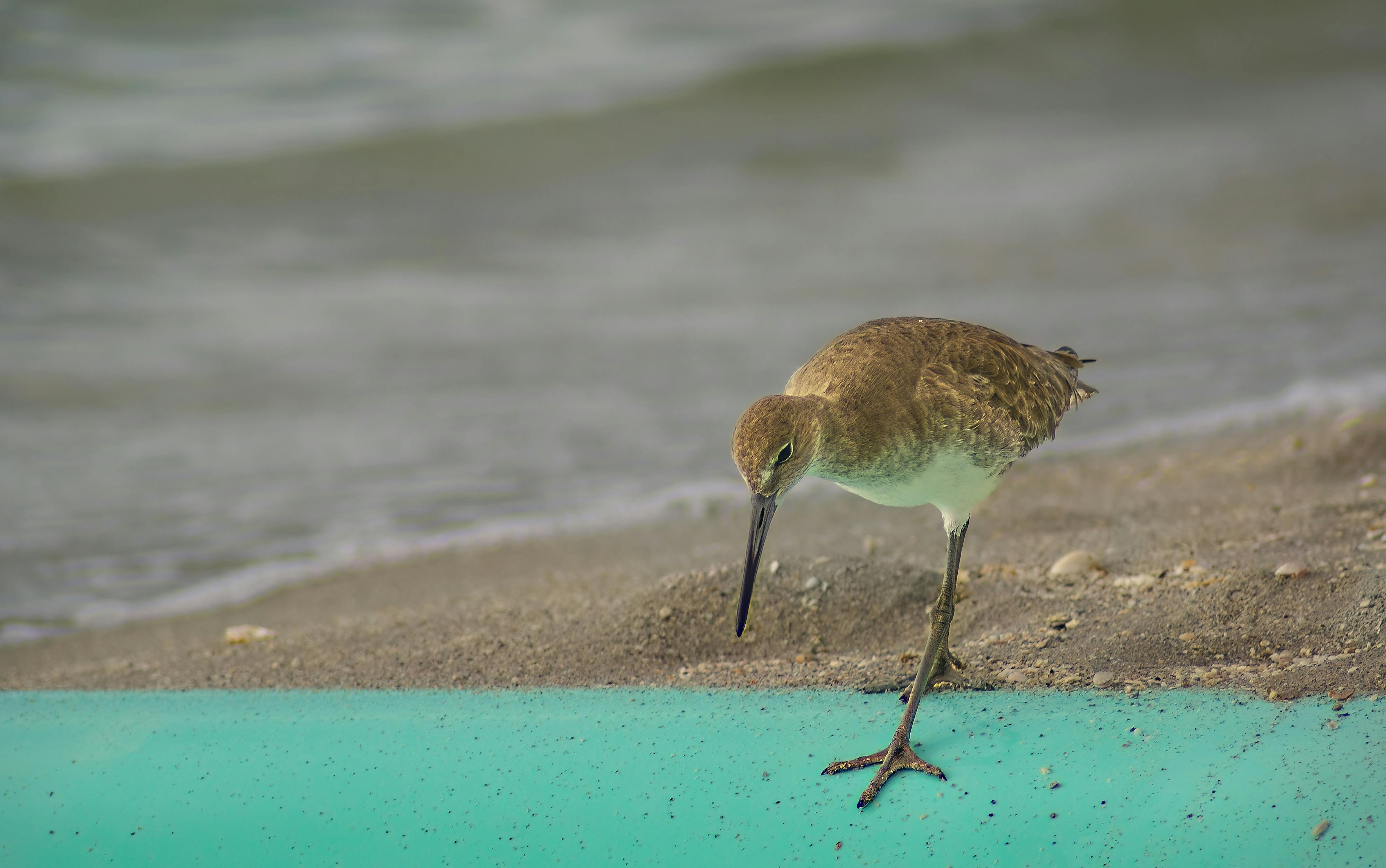 Imo Willet Photos, Download The BEST Free Imo Willet Stock Photos & HD ...