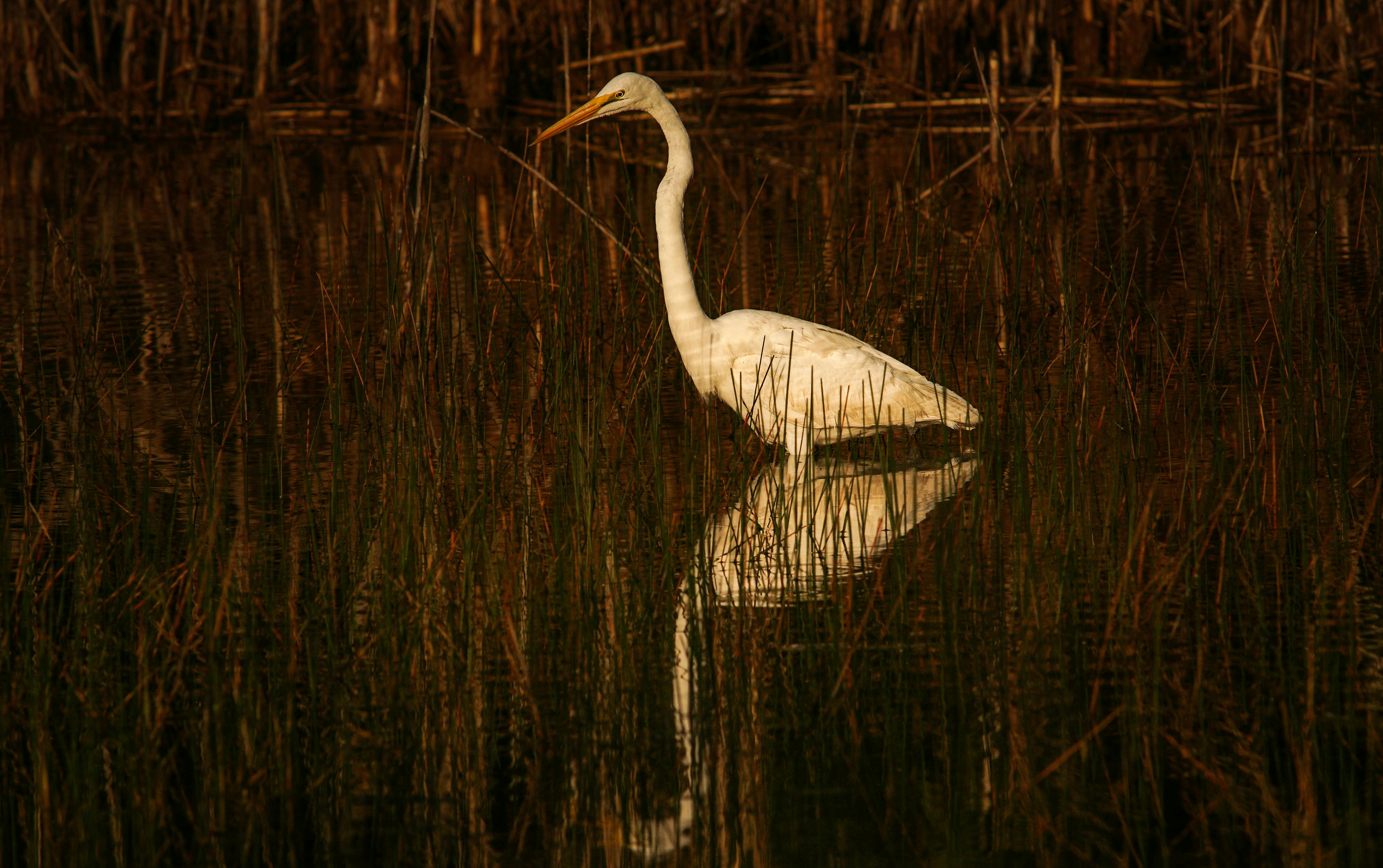 Bird Catching Fish · Free Stock Photo