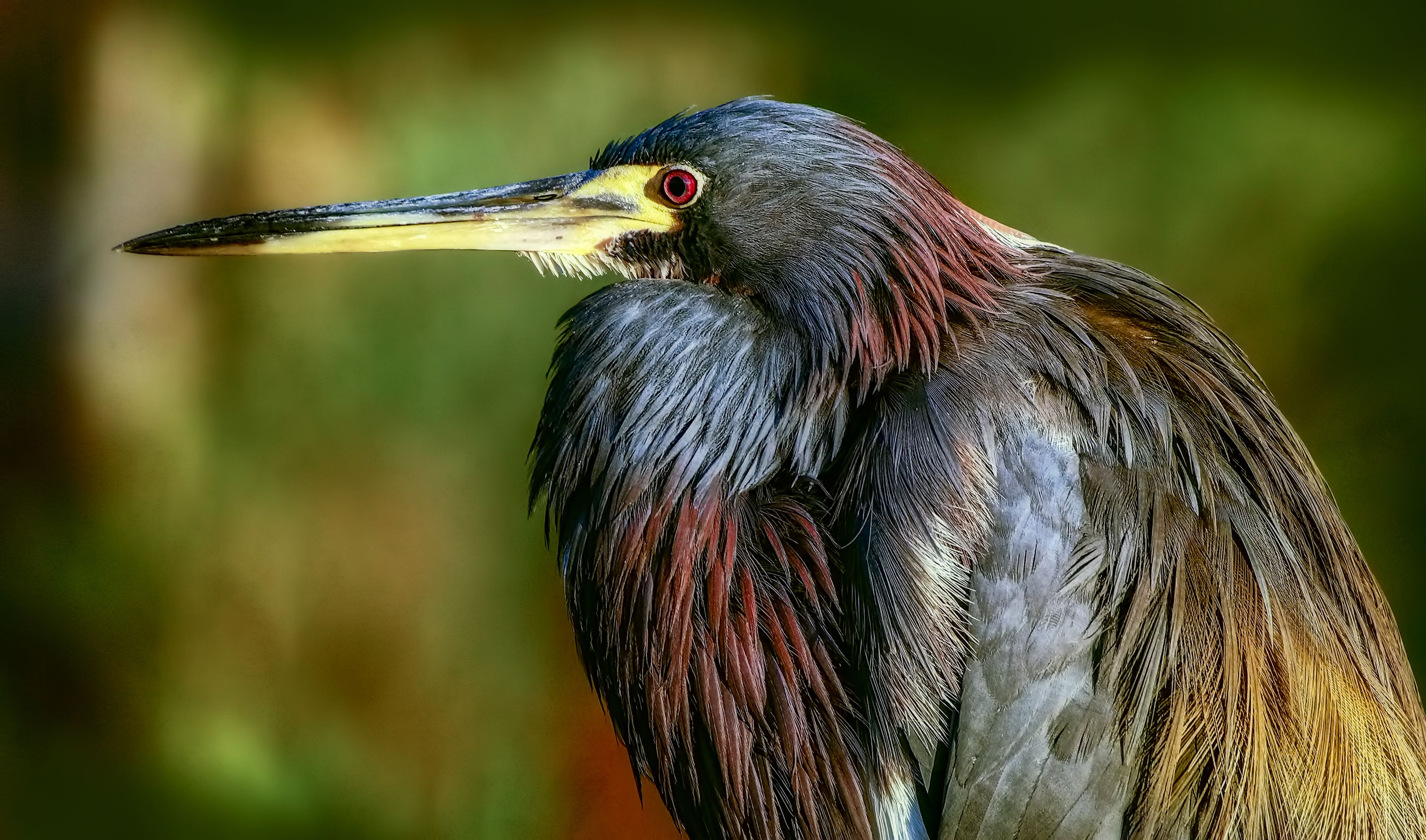 Close up of Bird · Free Stock Photo