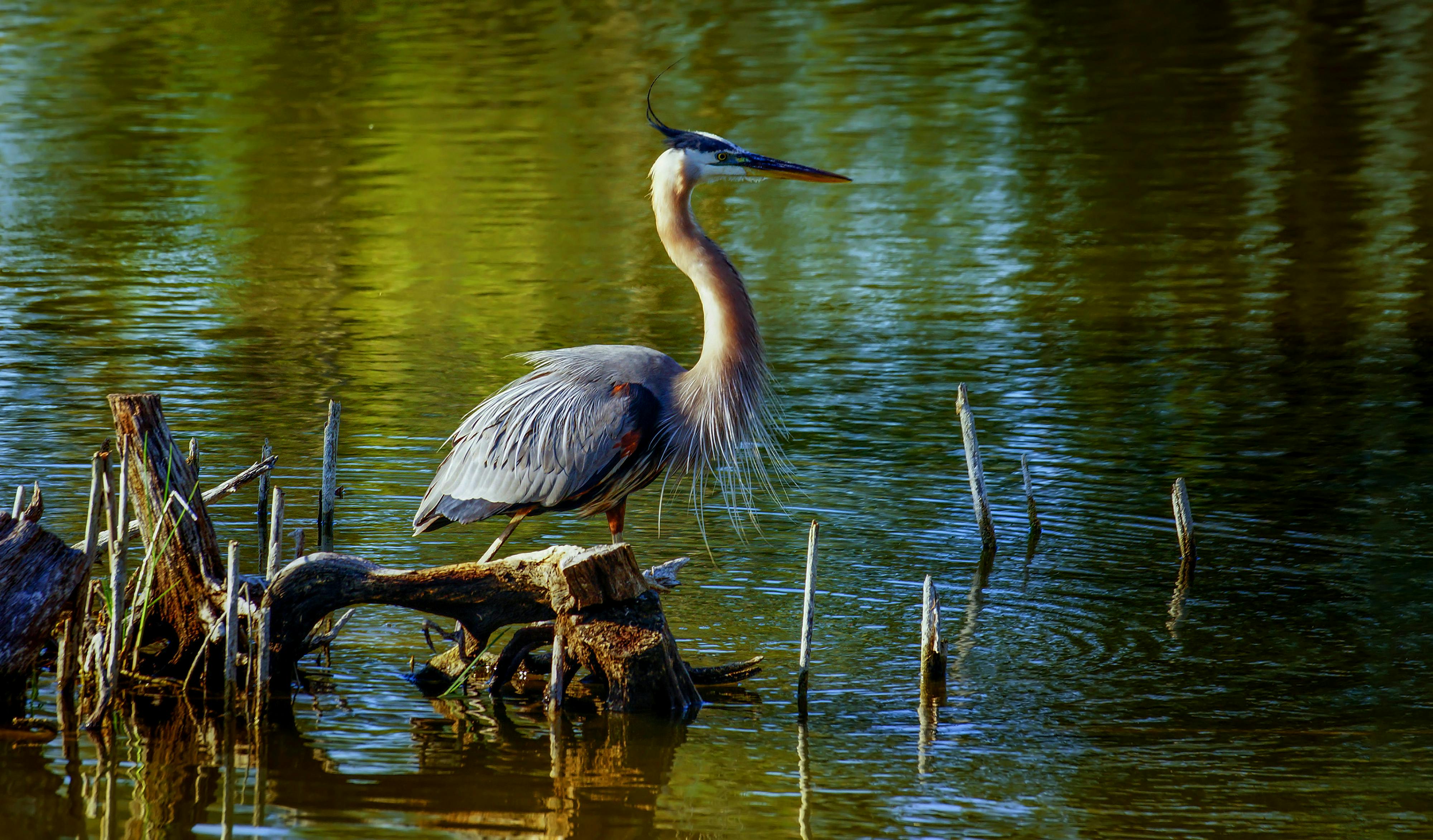 Close-up of a Green Heron · Free Stock Photo