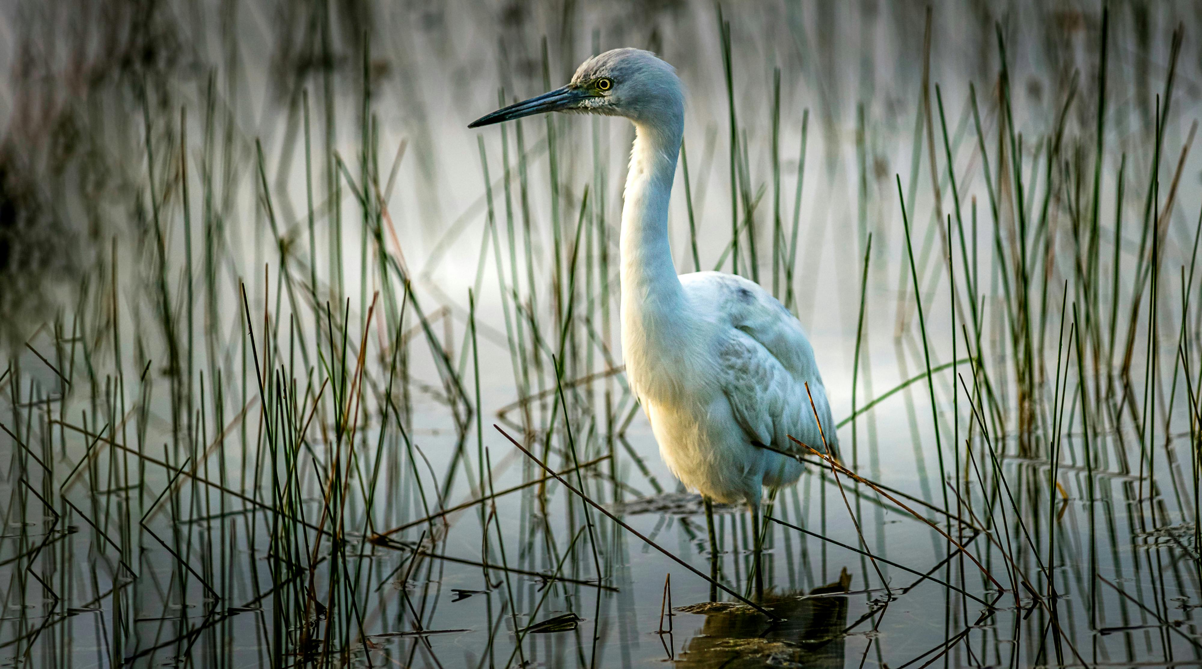 Close-up of a Harz Roller Canary · Free Stock Photo