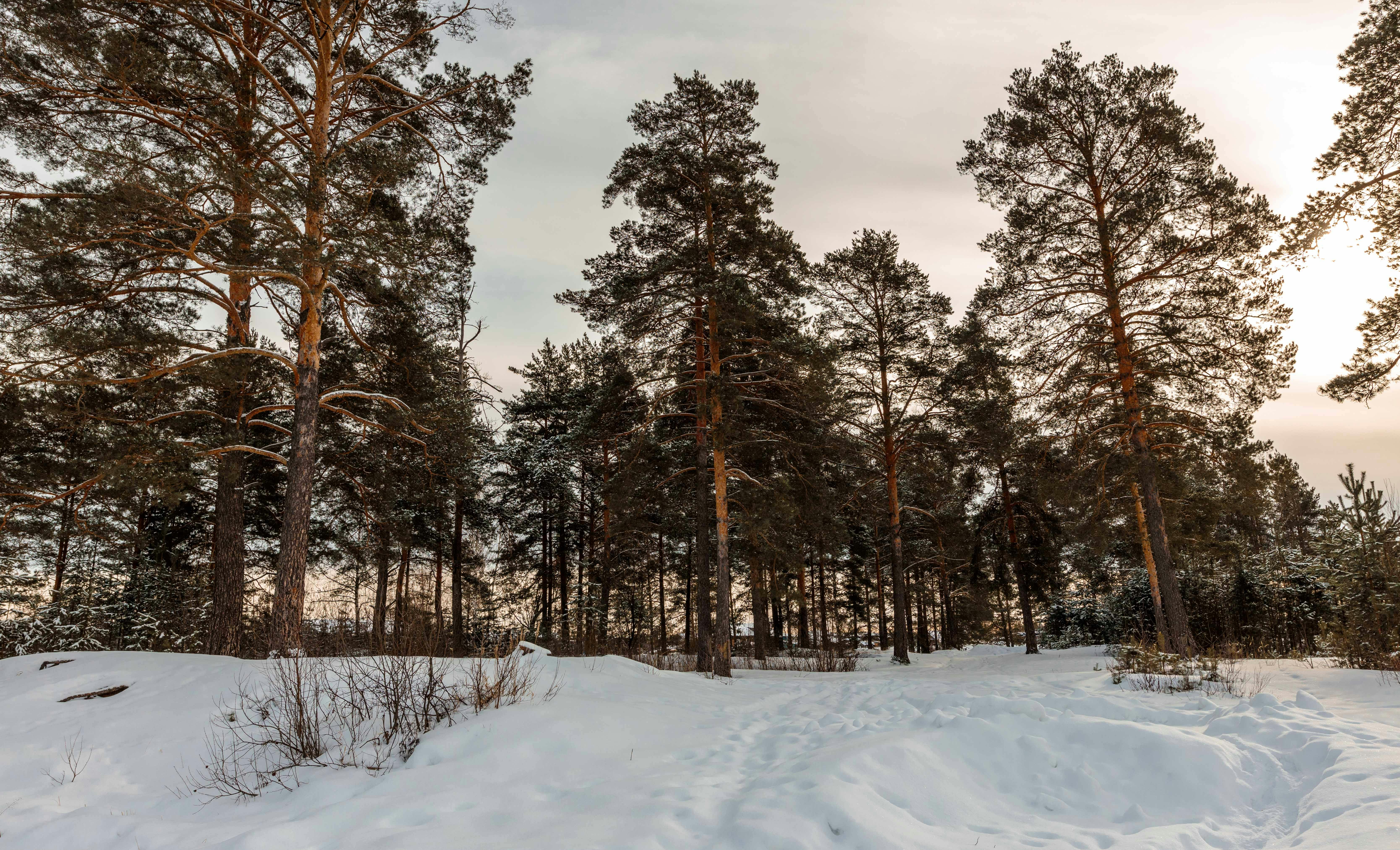 Road Covered in Snow and Trees in Autumnal Colours · Free Stock Photo