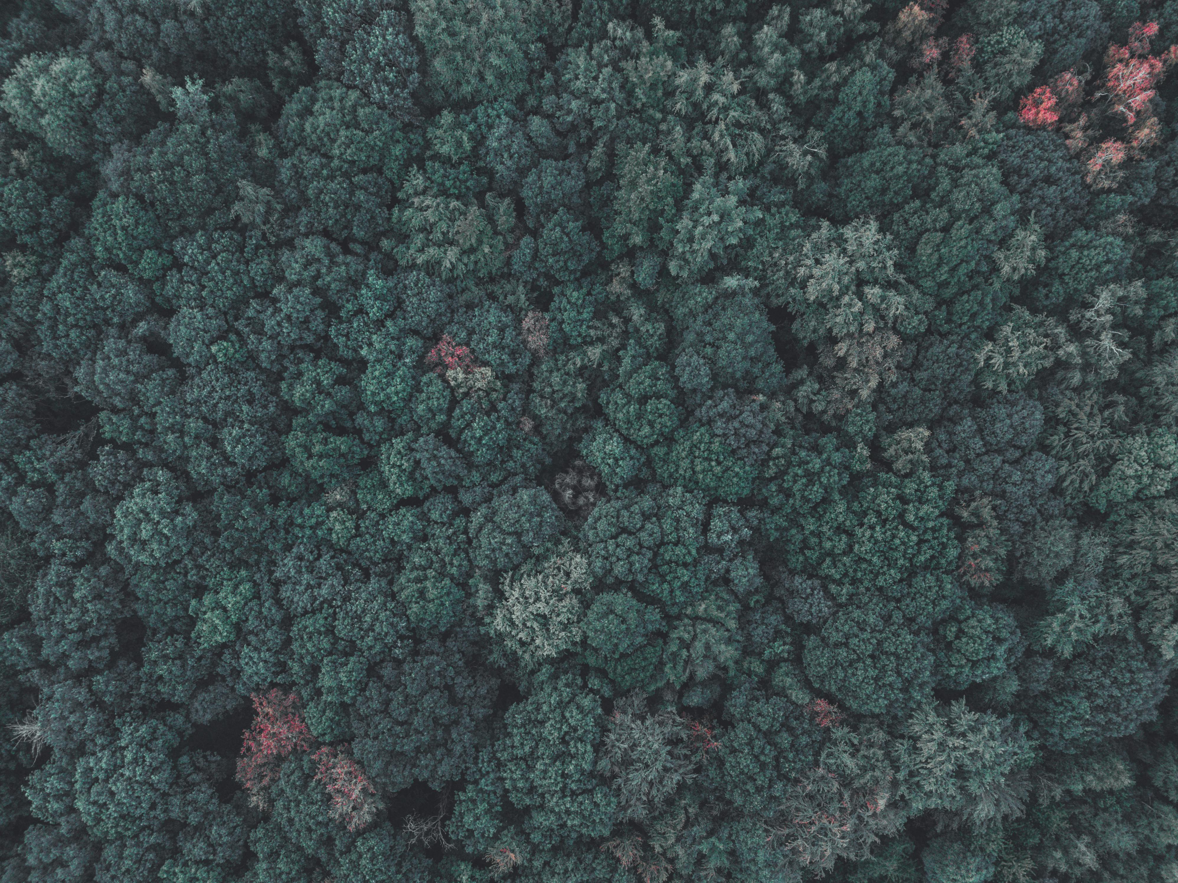 Bird's Eye View Of Trees · Free Stock Photo