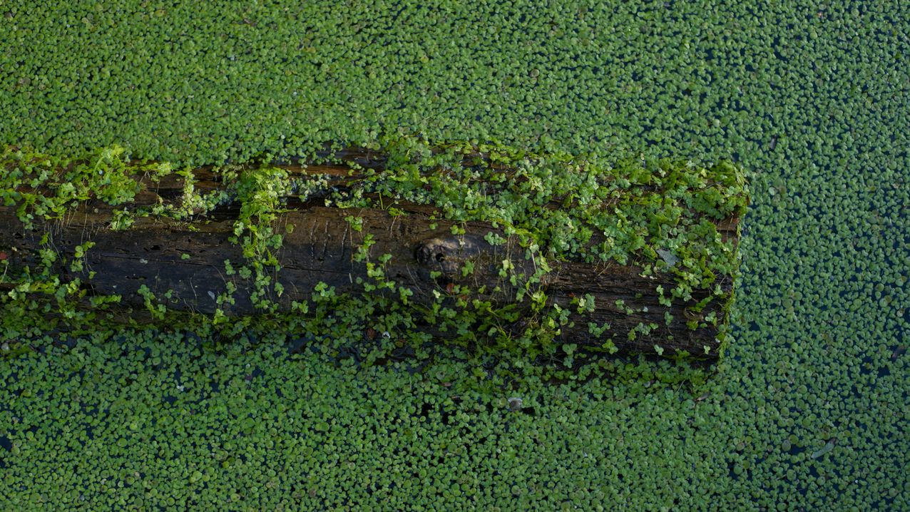 What Do Algae Eaters Eat in Ponds and Aquariums?