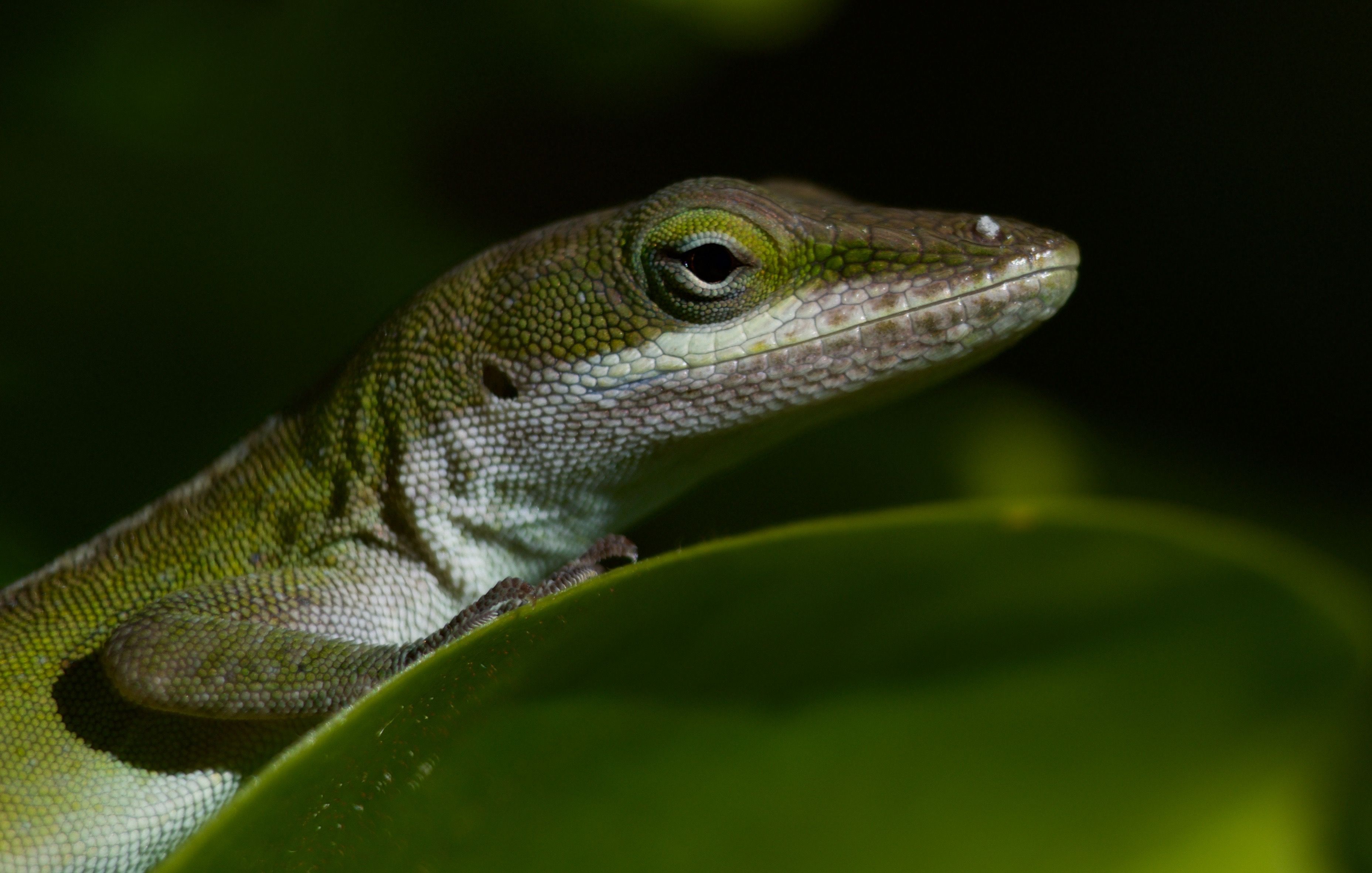 Close-up Photo of a Green Anole · Free Stock Photo