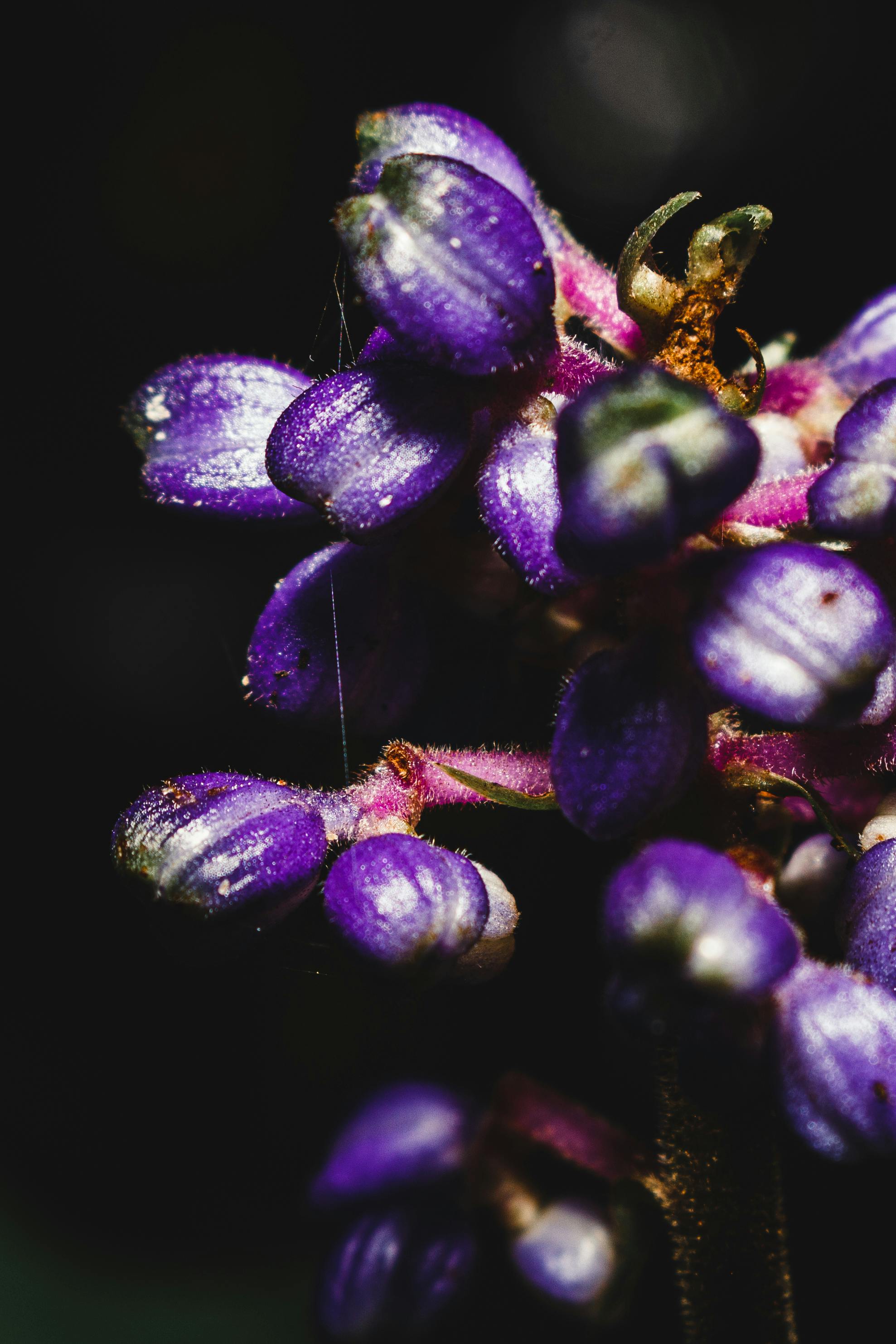 Violet Flowers Photos, Download The BEST Free Violet Flowers Stock ...