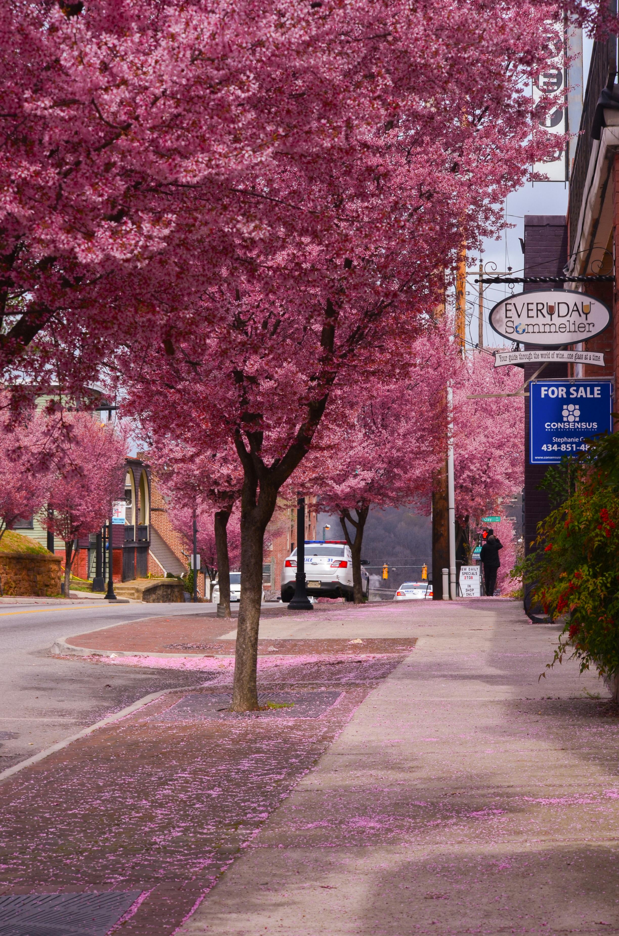 Pink Flowering Trees Along the Street · Free Stock Photo