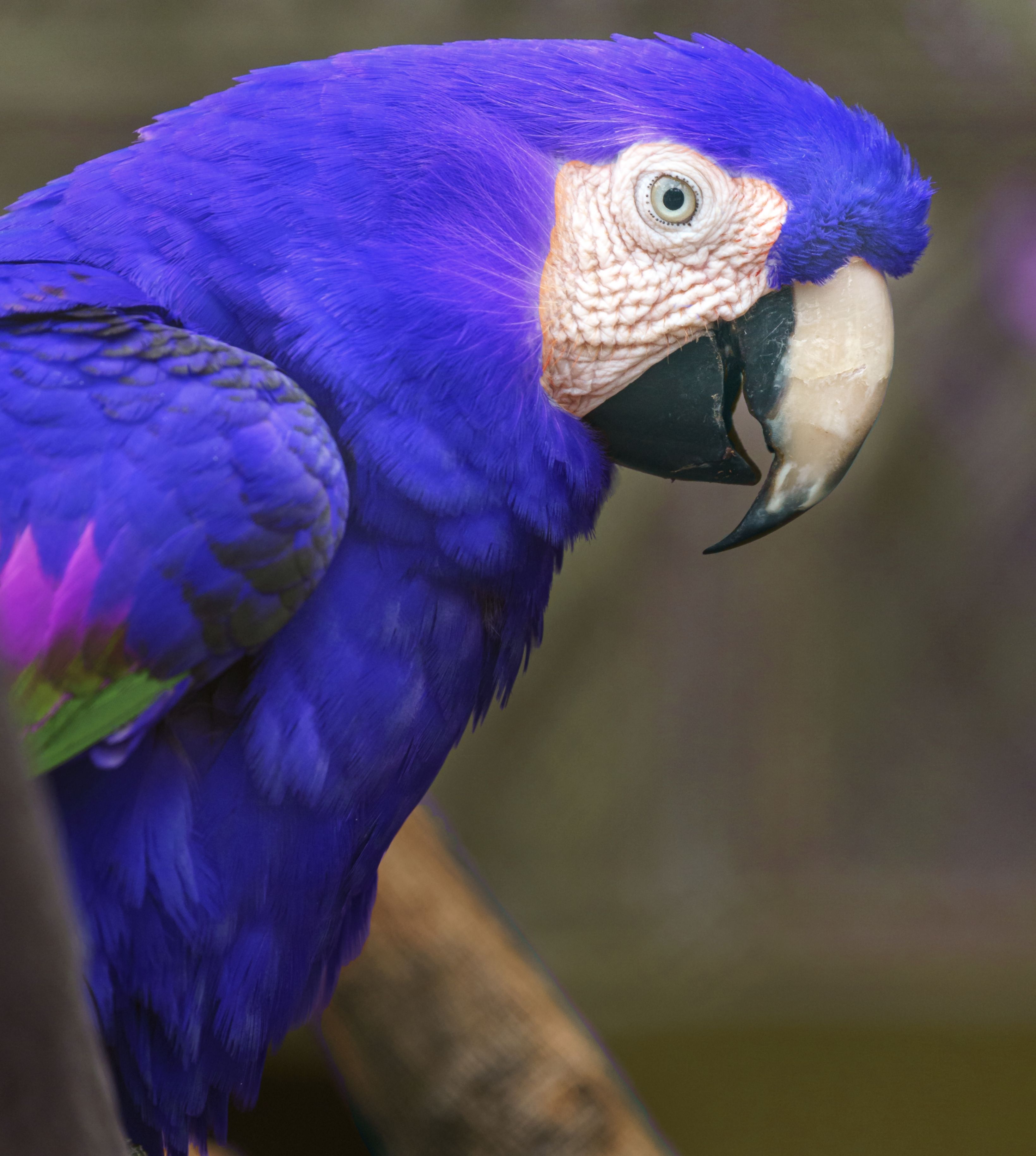 Close-up of a Bright Blue Macaw · Free Stock Photo