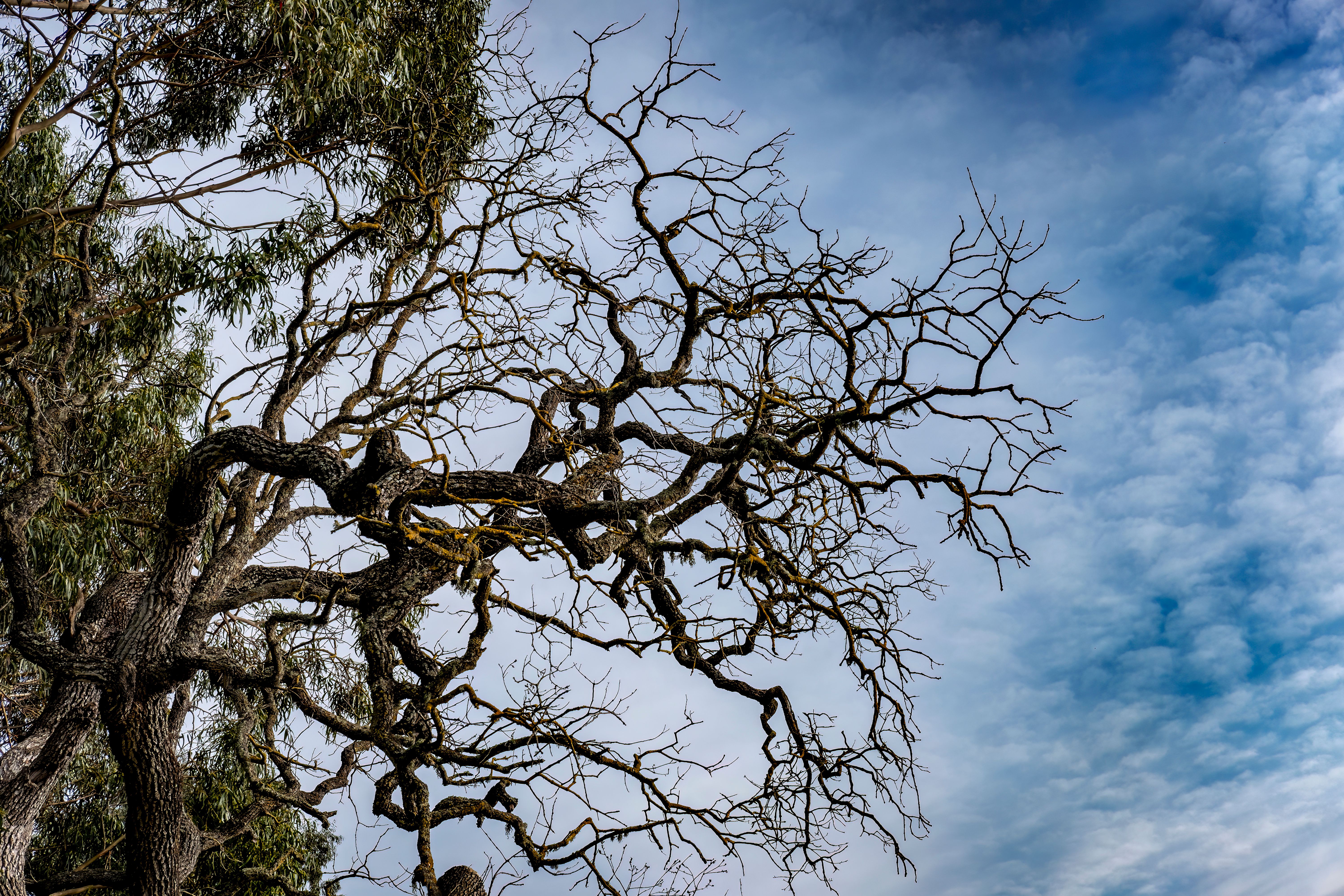 Branches of a Leafless Tree · Free Stock Photo