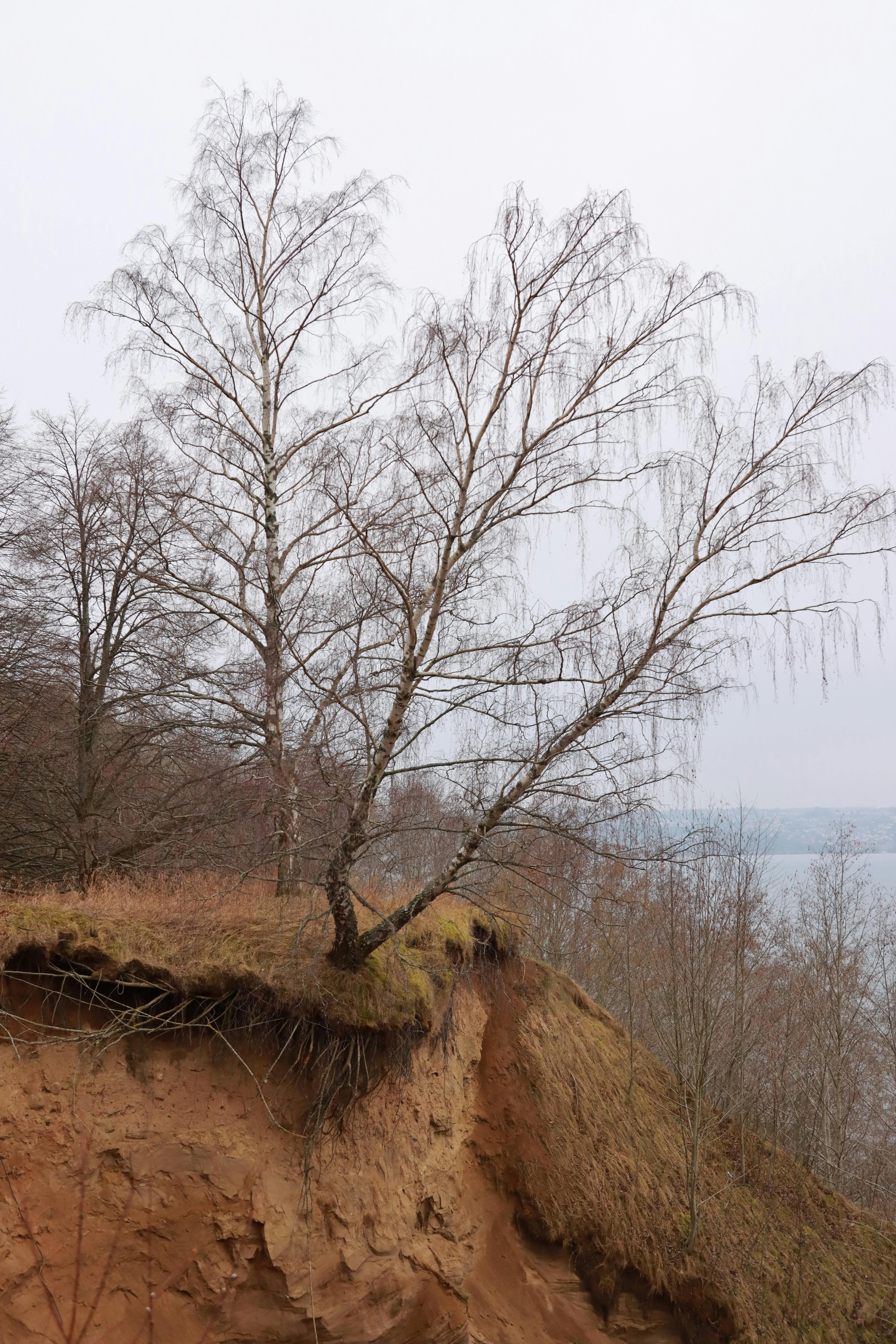 A Tree on a Cliff · Free Stock Photo