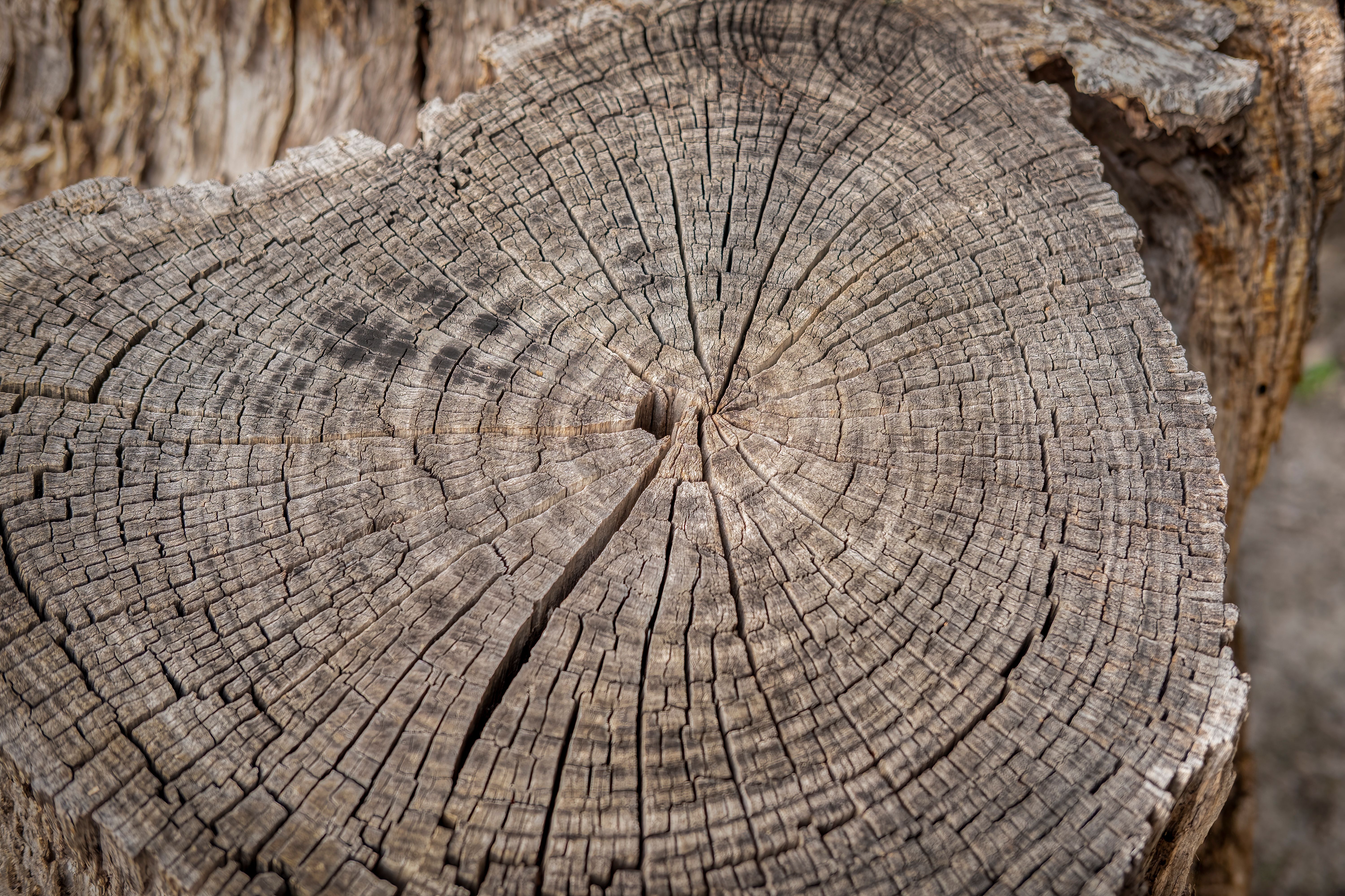 Close-up of Tree Stump · Free Stock Photo