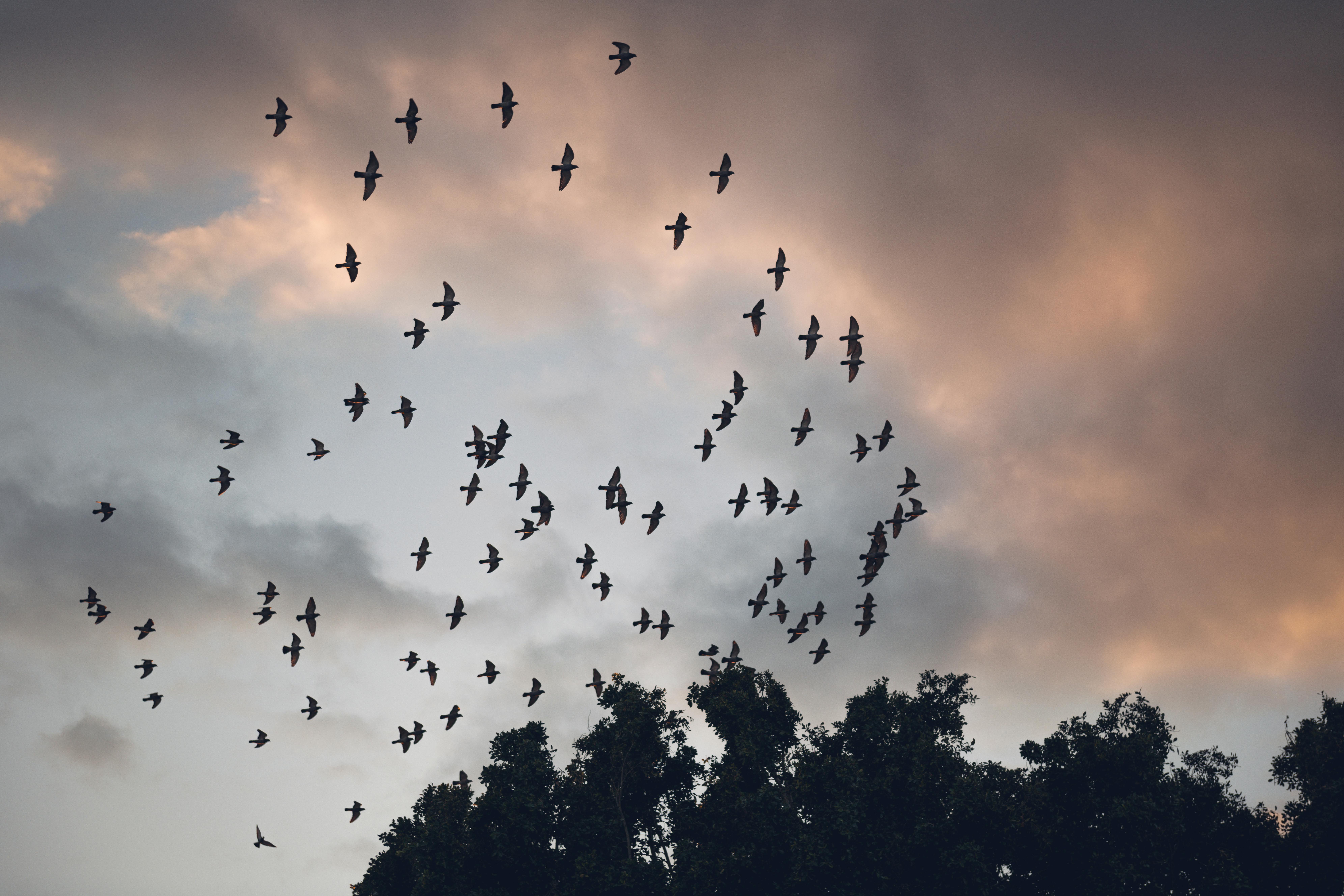 Mass of Bird Flying during Sunset · Free Stock Photo