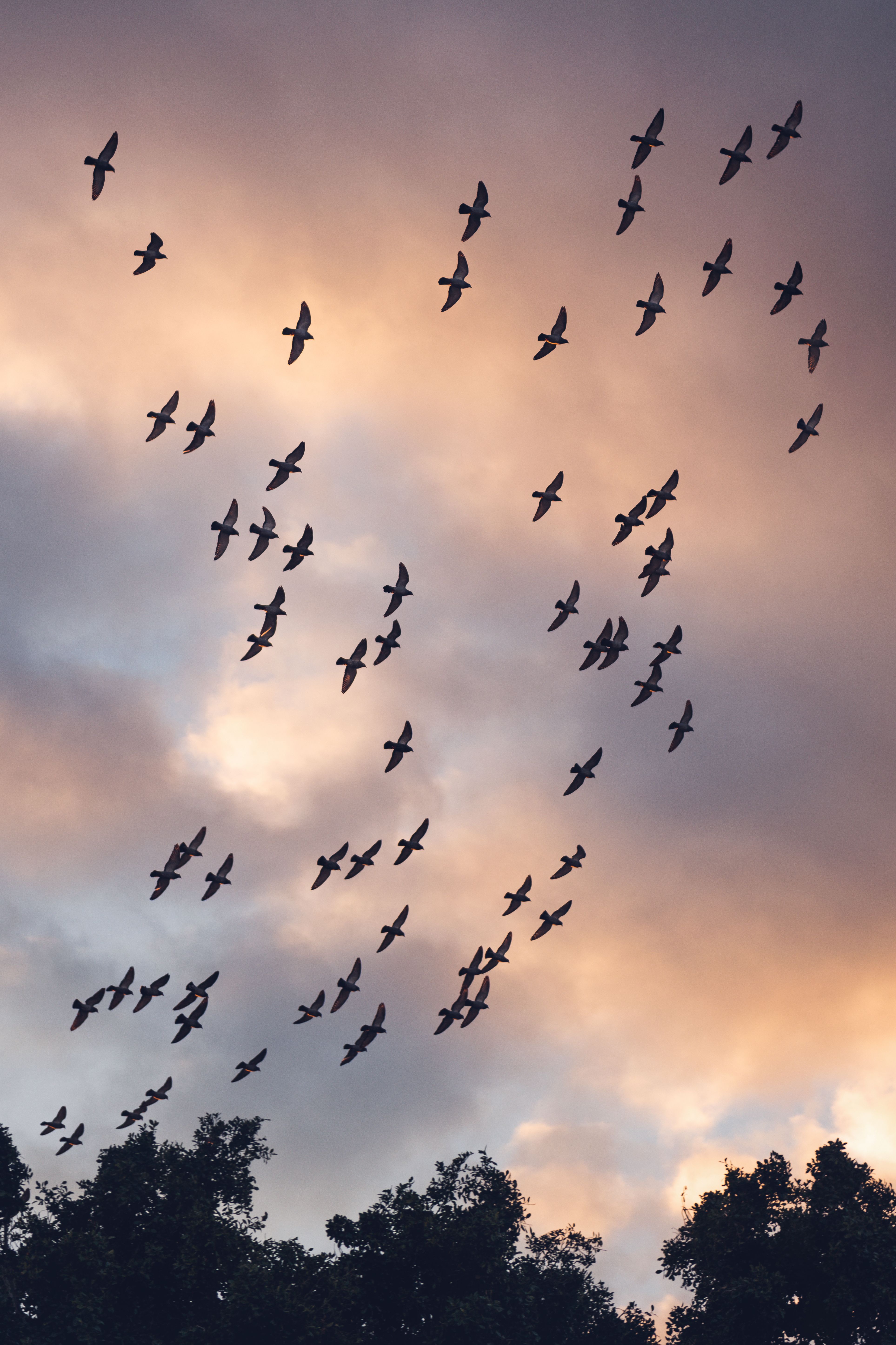 A Flock of Birds Against an Evening Sky · Free Stock Photo