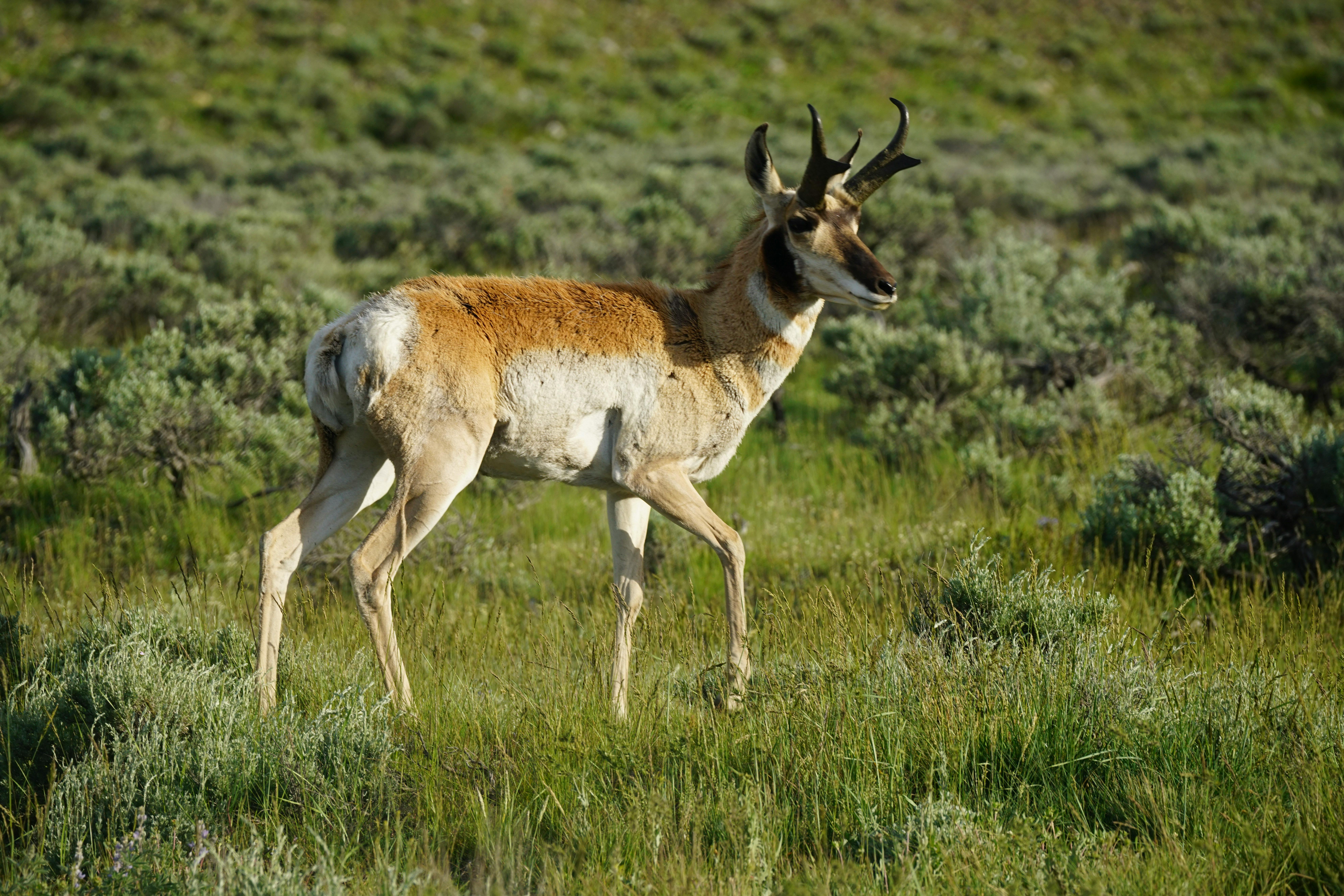 Close up of Antelope · Free Stock Photo