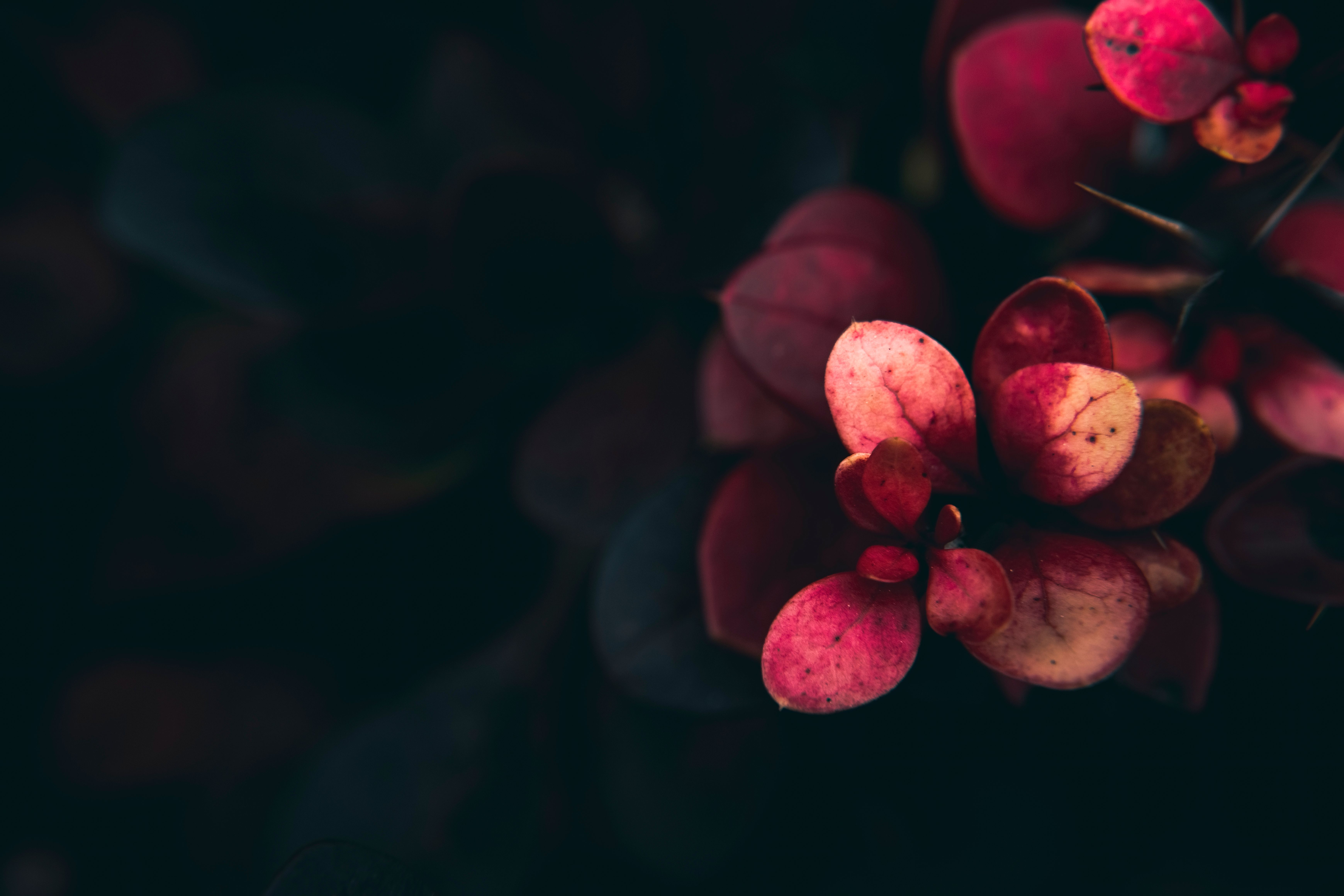 Close-up of Small, Red Leaves of a Shrub · Free Stock Photo
