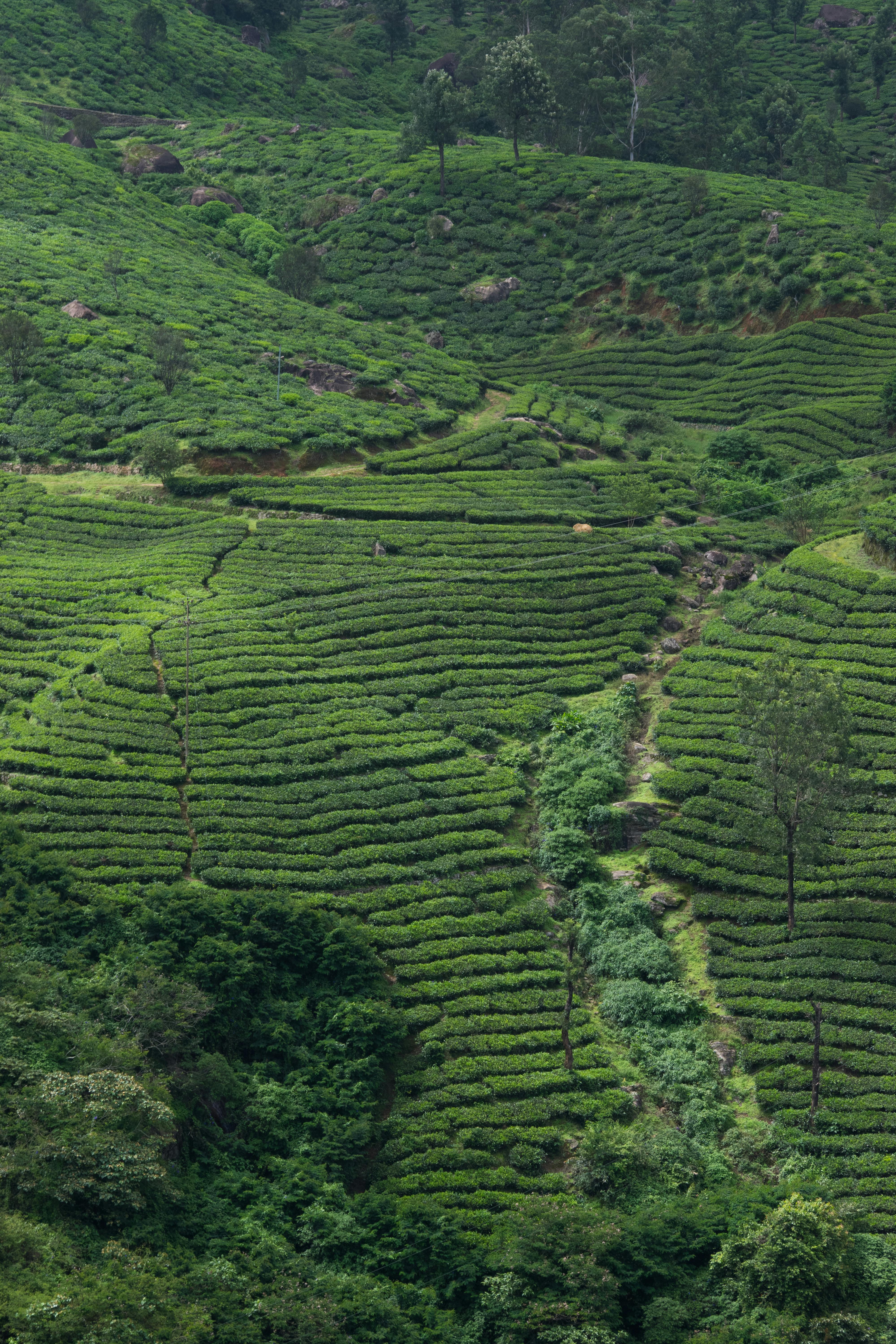 Aerial View of a Green Terrace Farmland on a Hill · Free Stock Photo