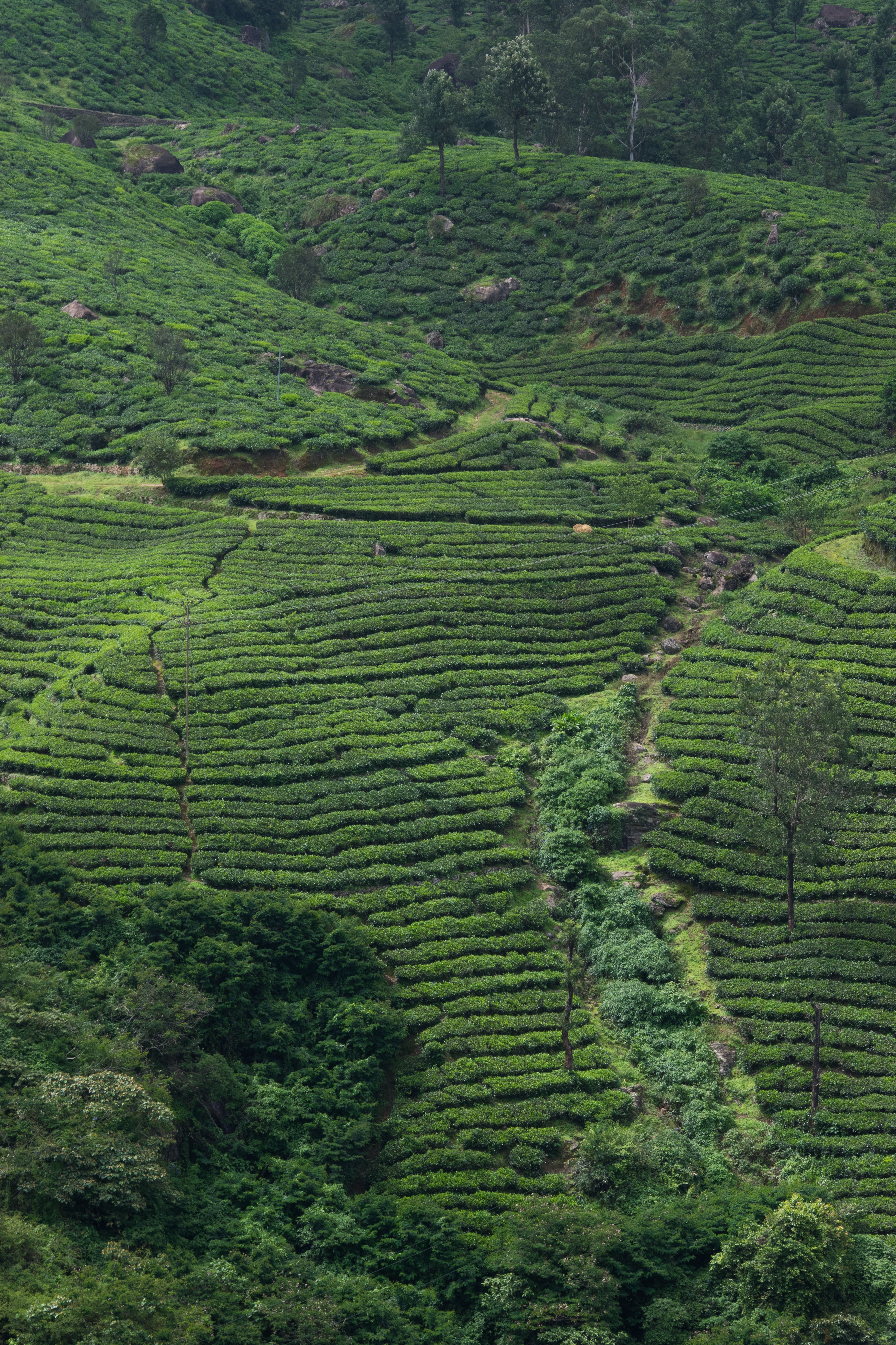 Aerial View of a Green Terrace Farmland on a Hill · Free Stock Photo