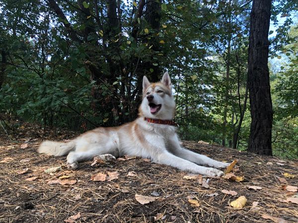 Cute Dog 200x200 Pixcles Photos, Download The BEST Free Cute Dog ...