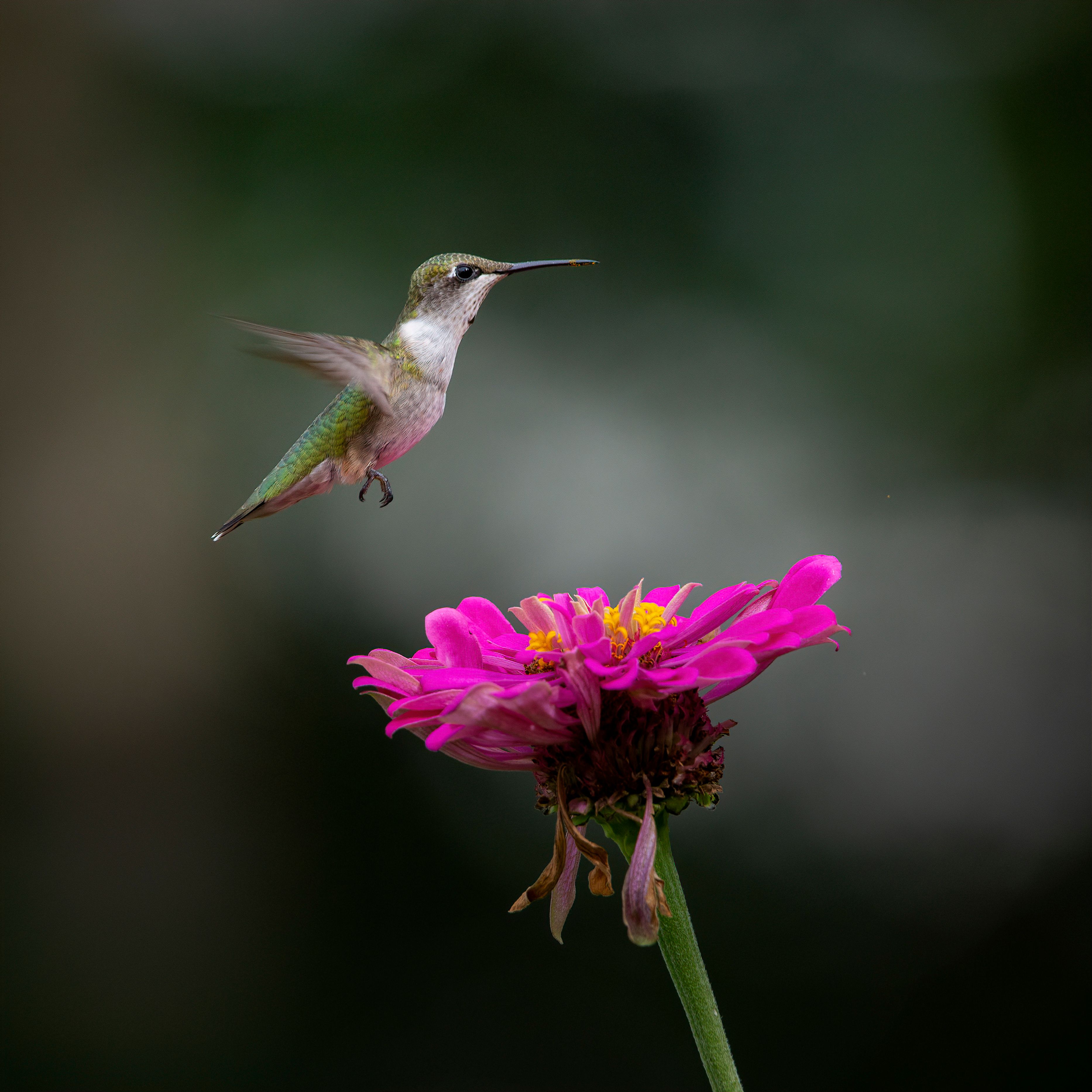 Bee Hummingbird Photos, Download The BEST Free Bee Hummingbird Stock ...