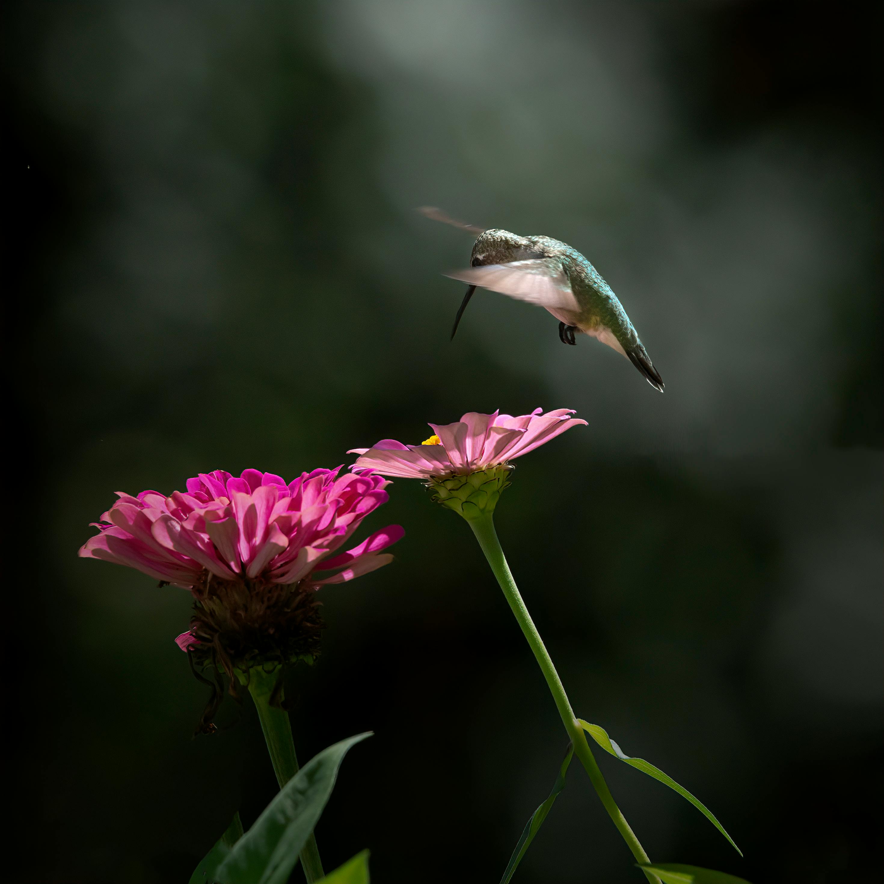 Birds With Rain Photos, Download The BEST Free Birds With Rain Stock ...