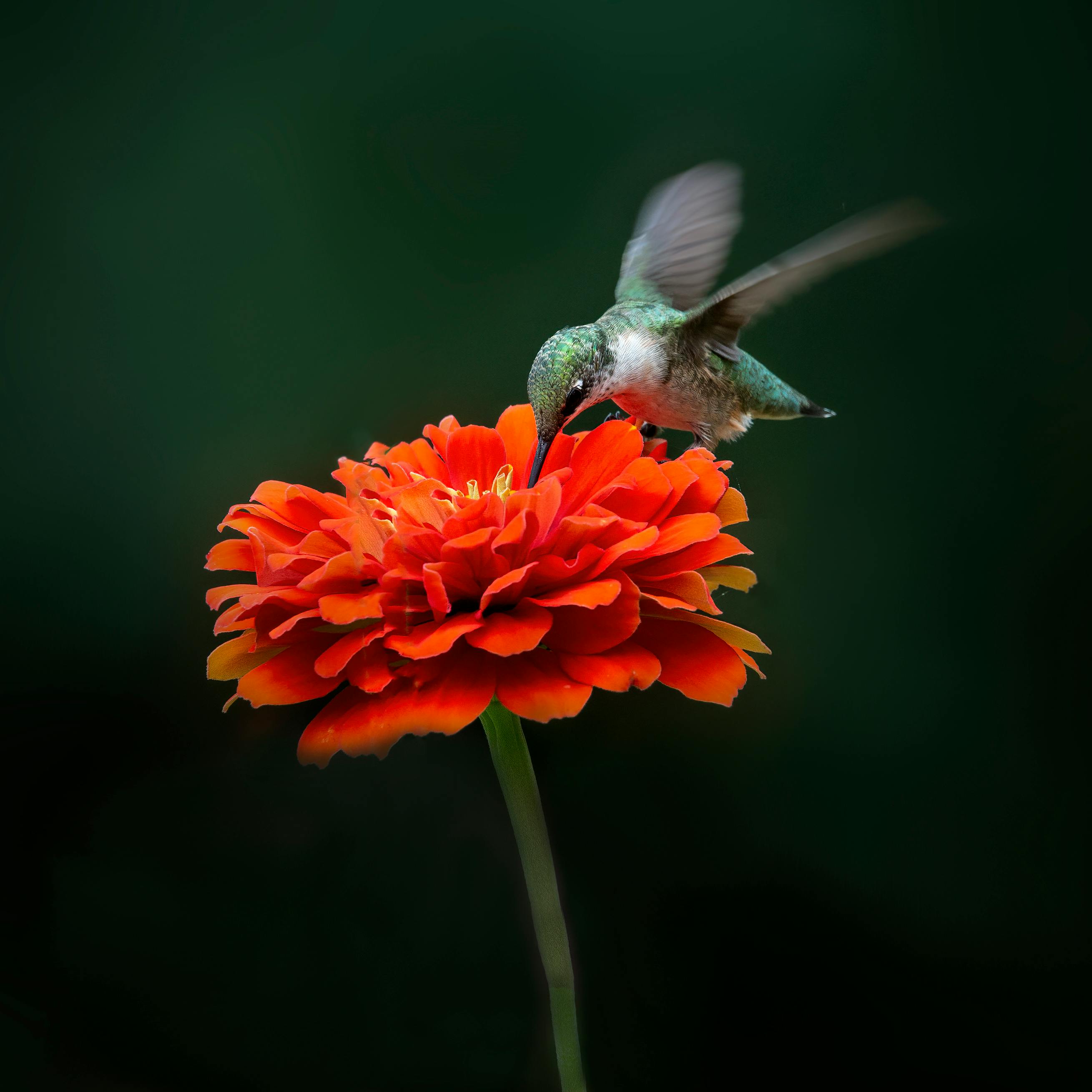 Red Cardinal Fly Photos, Download The BEST Free Red Cardinal Fly Stock ...