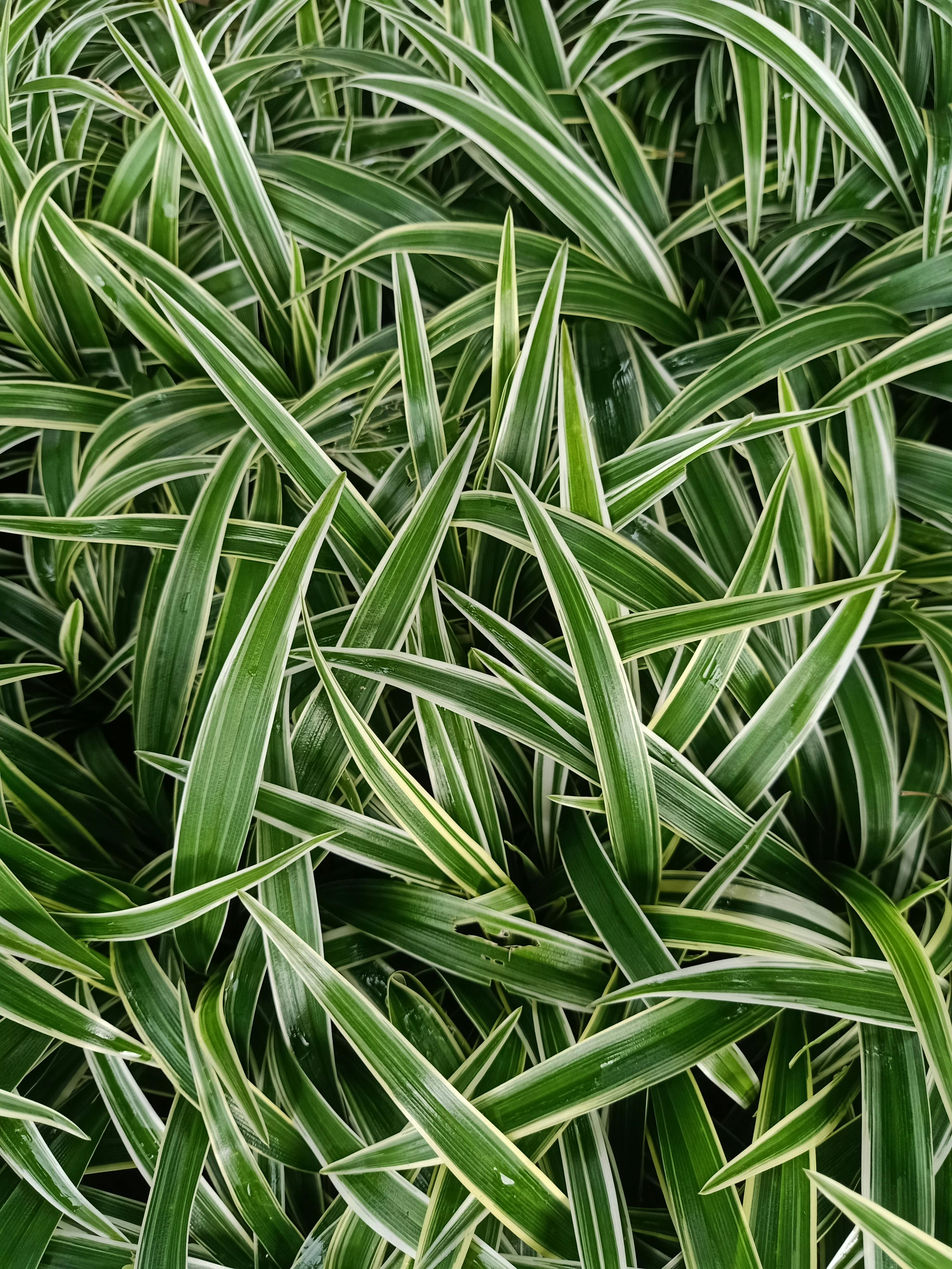 Leaves of Spider Plants · Free Stock Photo