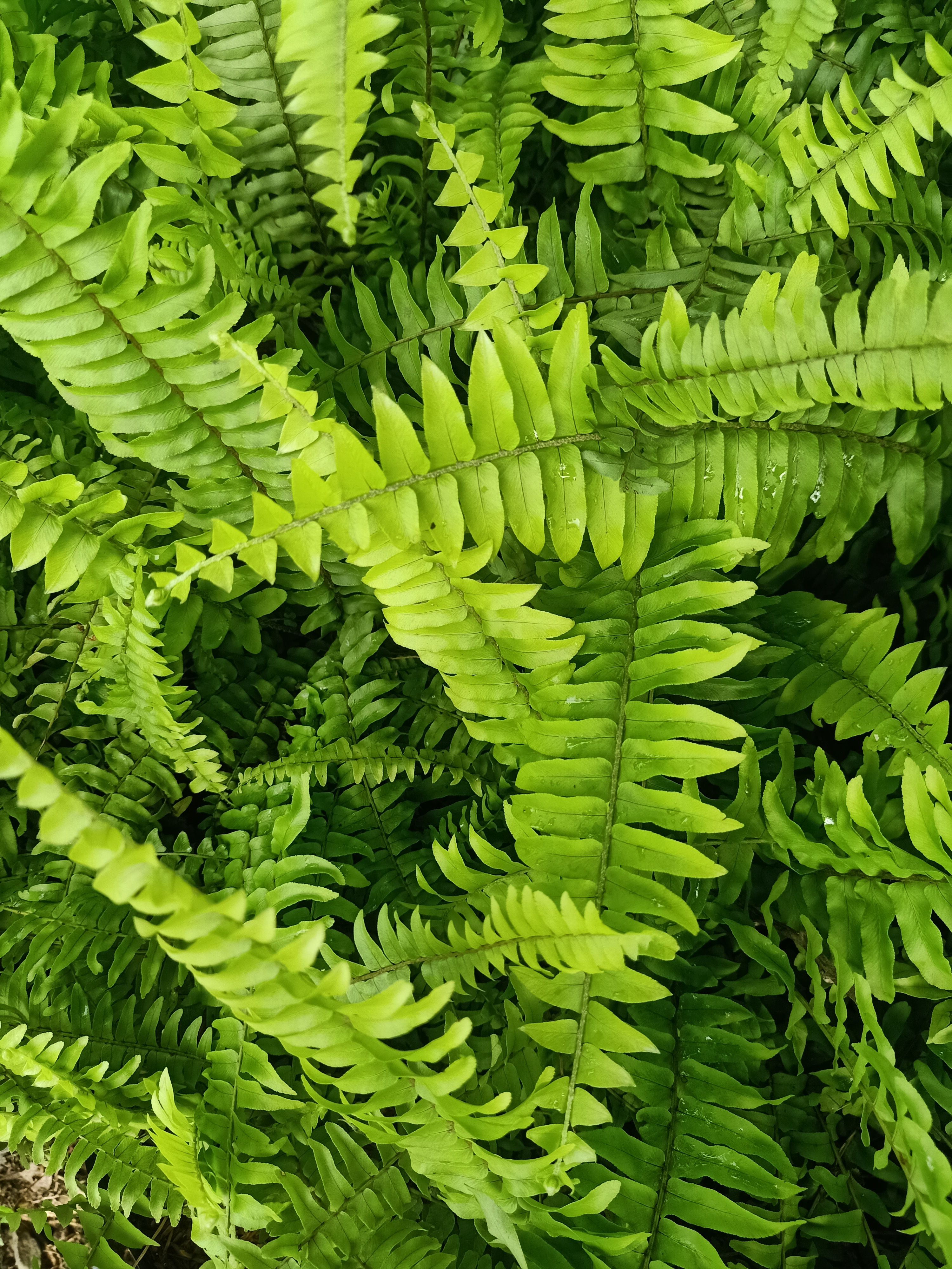 Lush Fern Leaves · Free Stock Photo