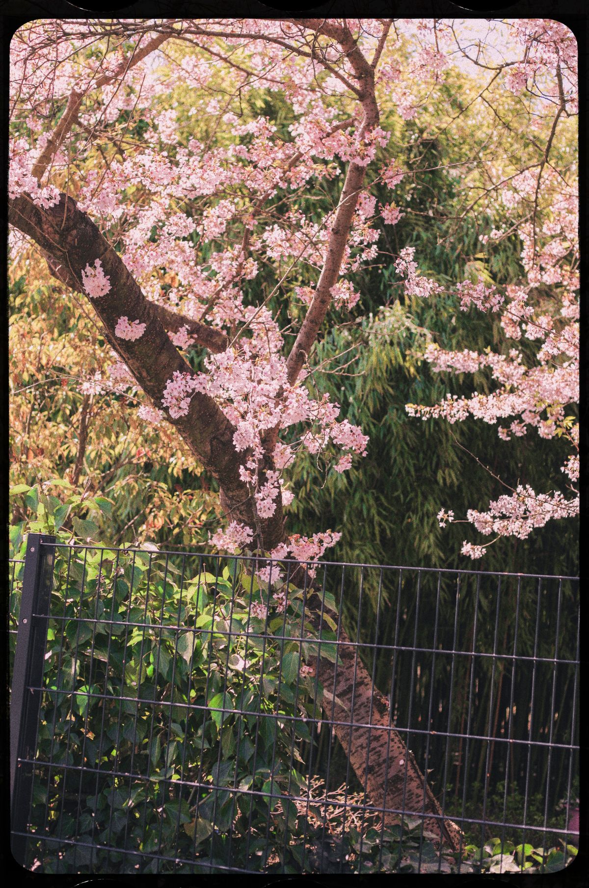Cherry Orchard Photos, Download The BEST Free Cherry Orchard Stock ...