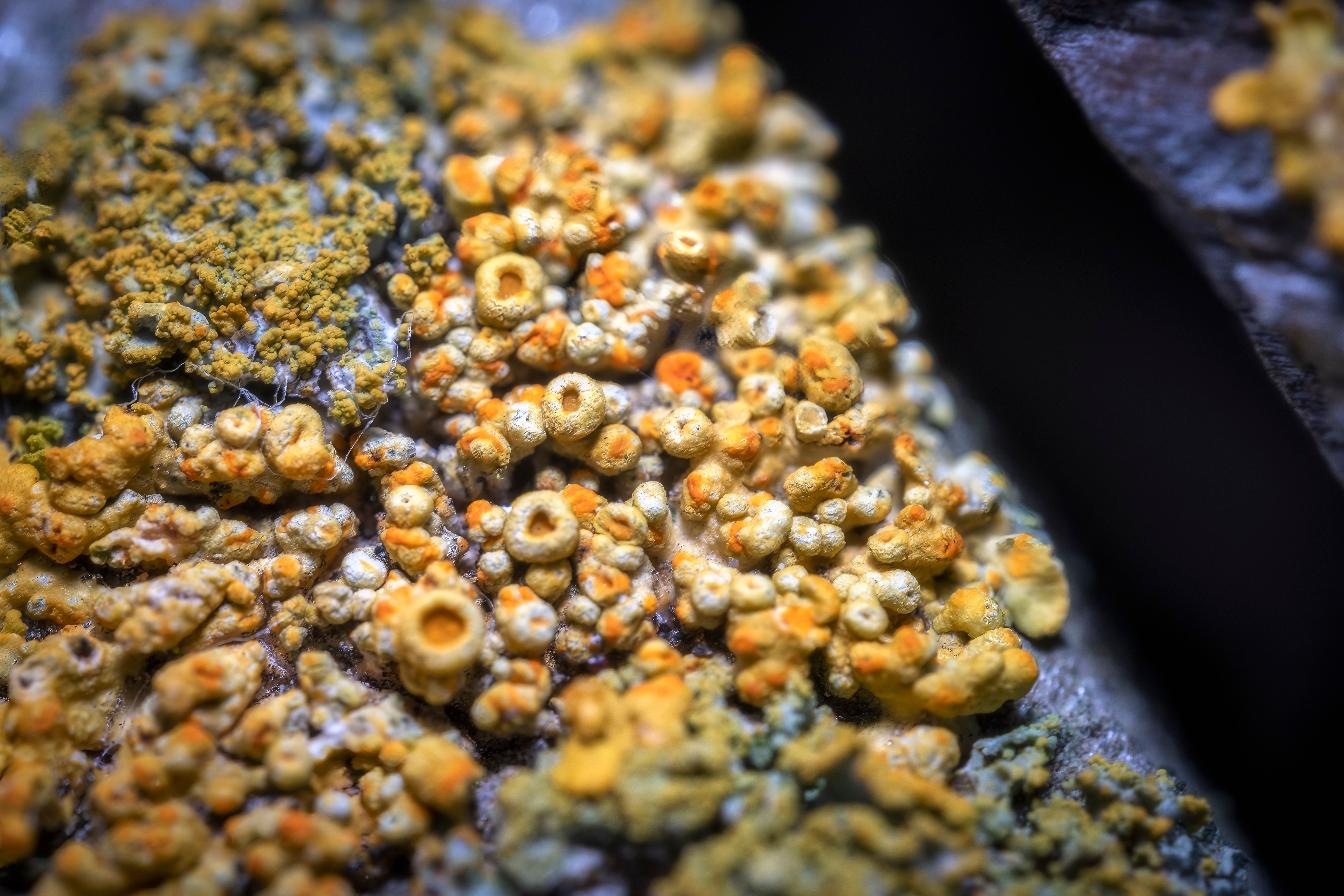 Symbiotic Algae Photos, Download The BEST Free Symbiotic Algae Stock ...