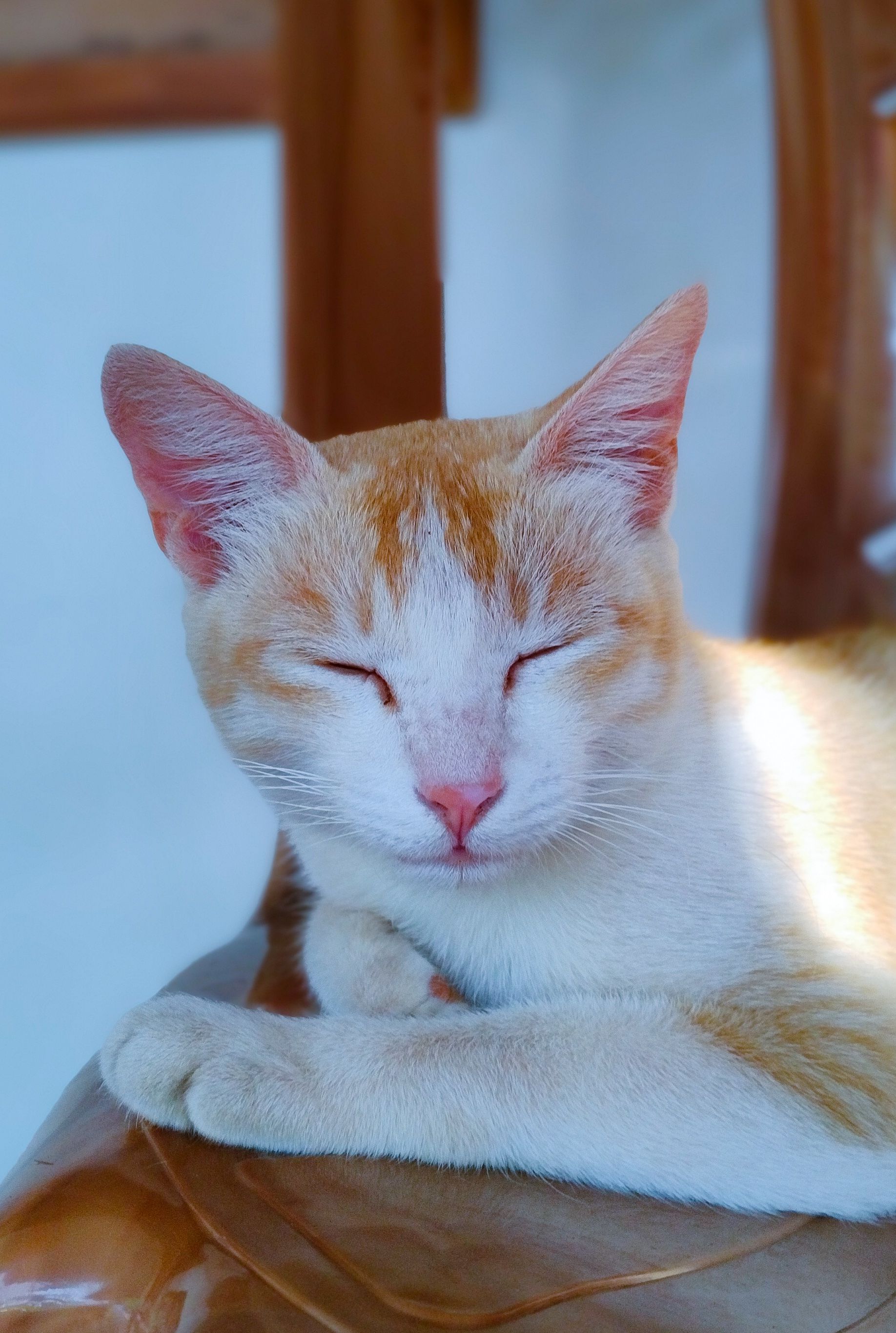 Korean Cat Photos, Download The BEST Free Korean Cat Stock Photos & HD ...