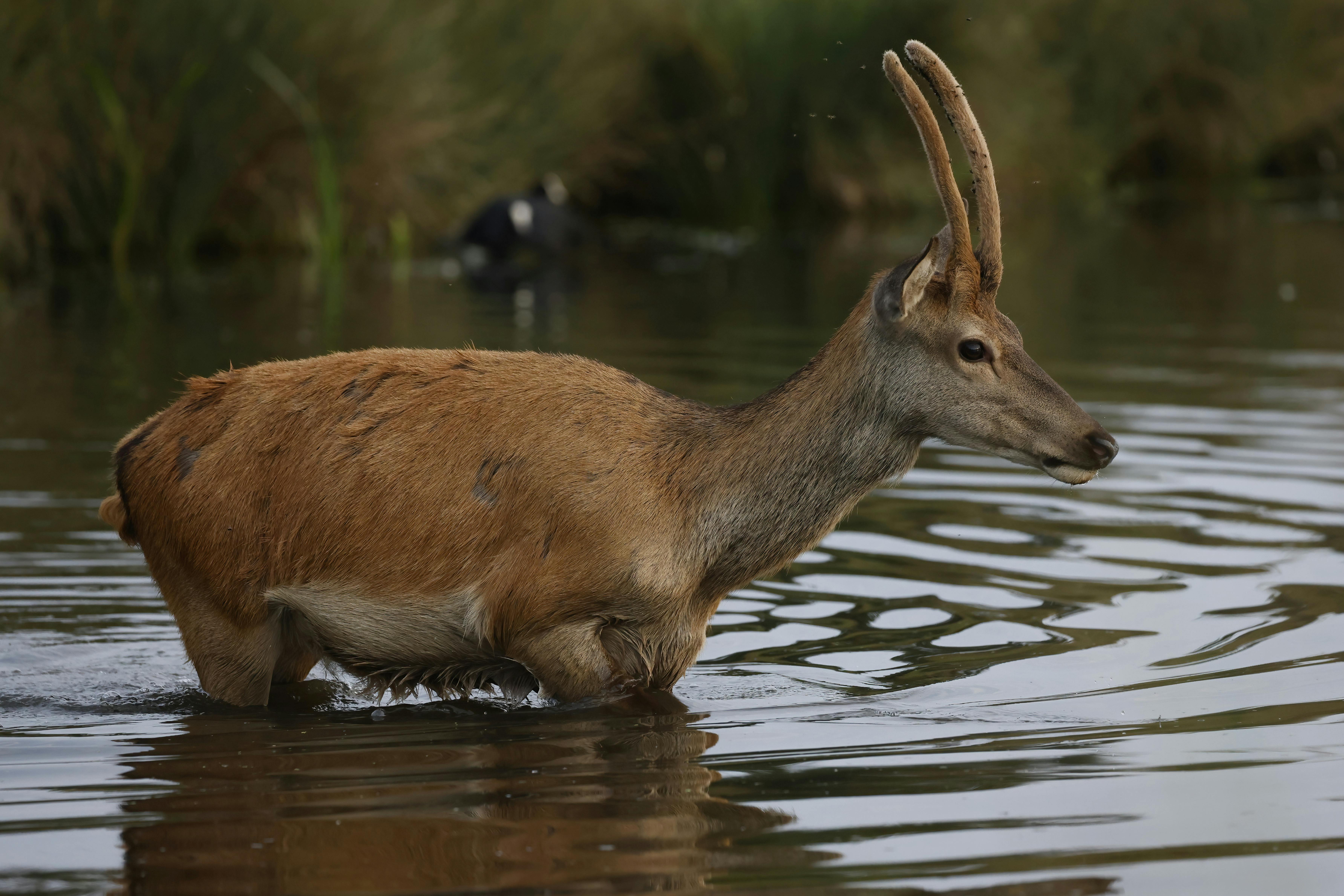 Buck in River · Free Stock Photo