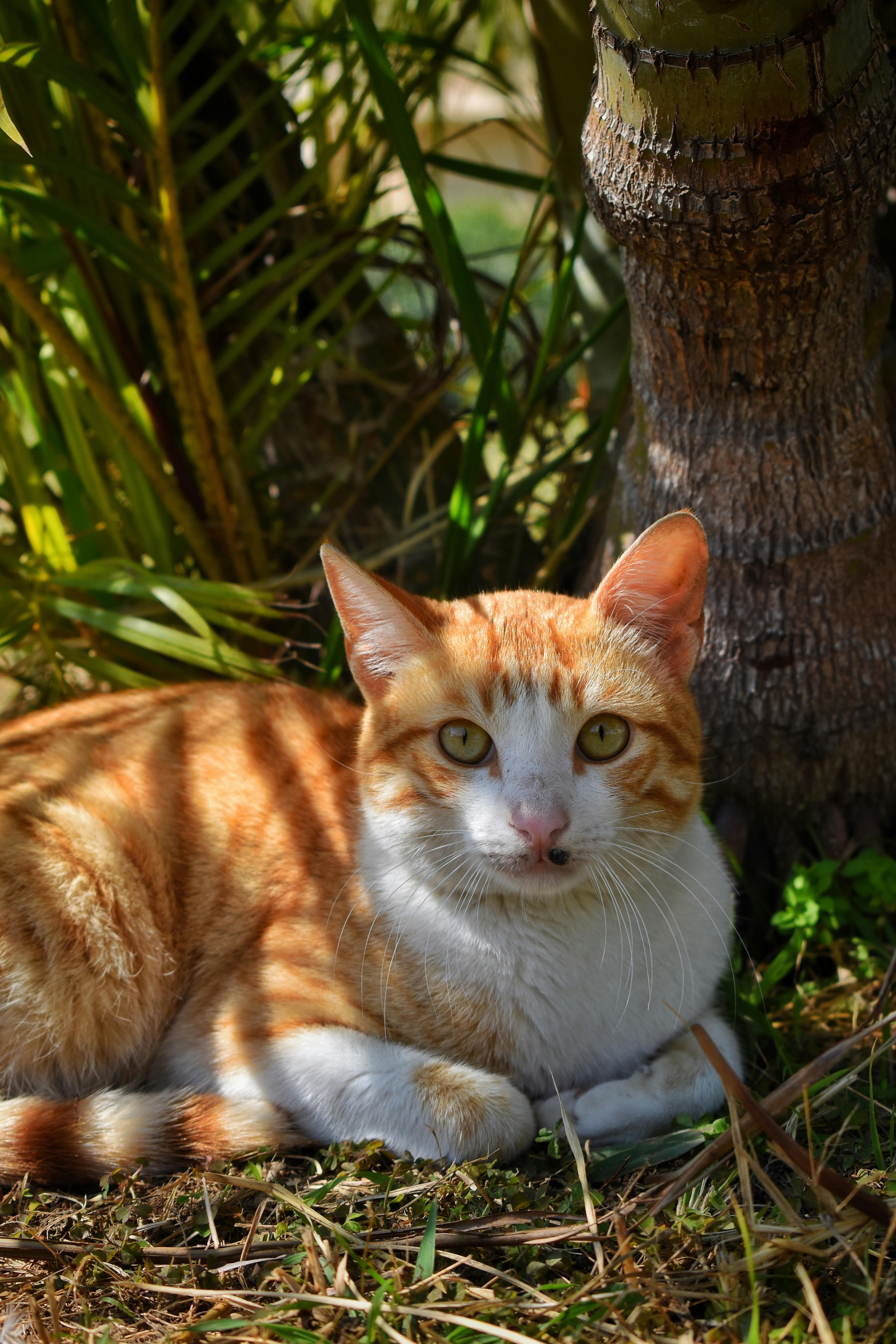 Cat Lying under Tree · Free Stock Photo