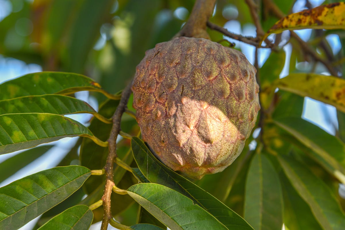 Custard Apple Photos, Download The BEST Free Custard Apple Stock Photos ...