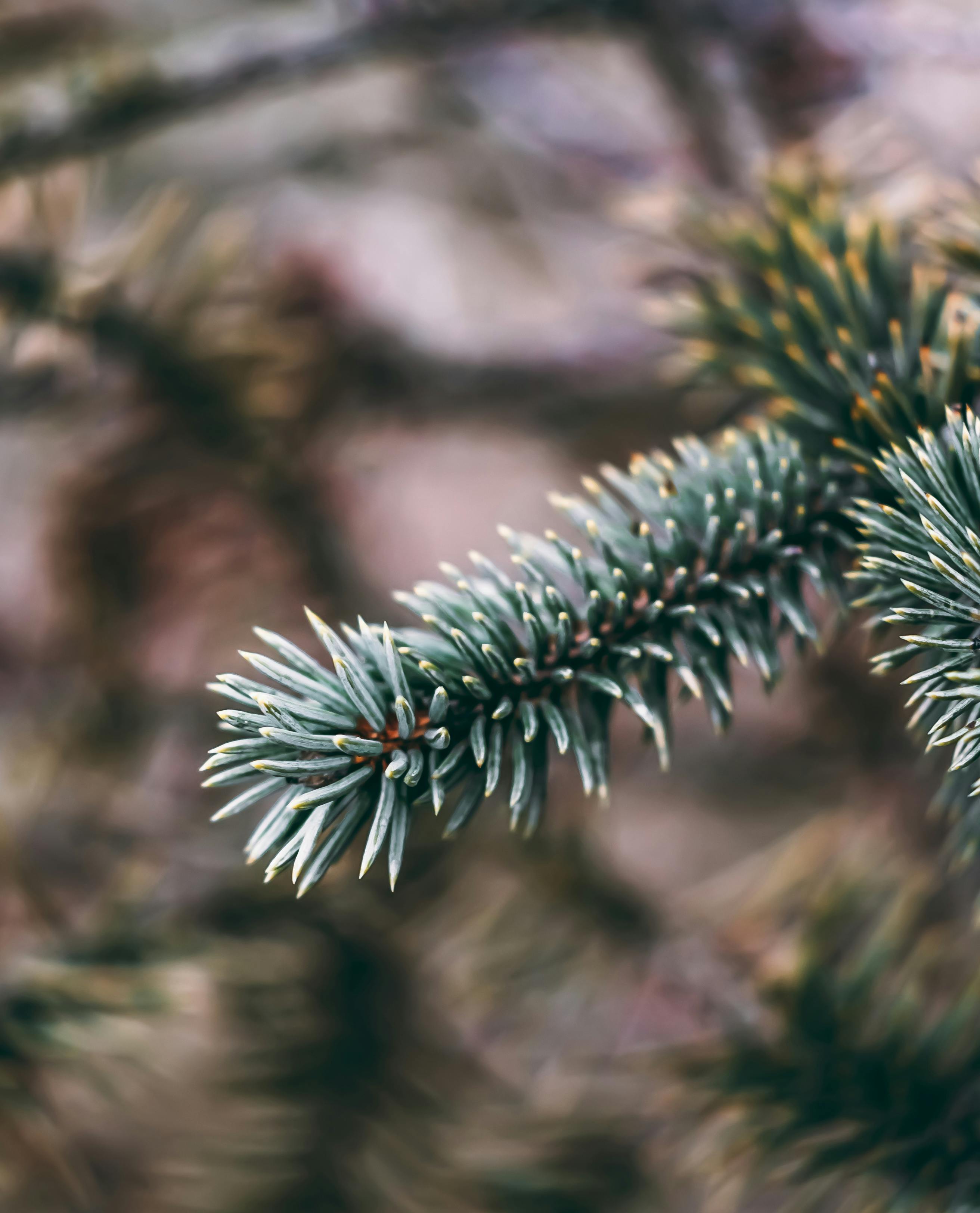 White and Brown Pine Tree Selected Focus · Free Stock Photo
