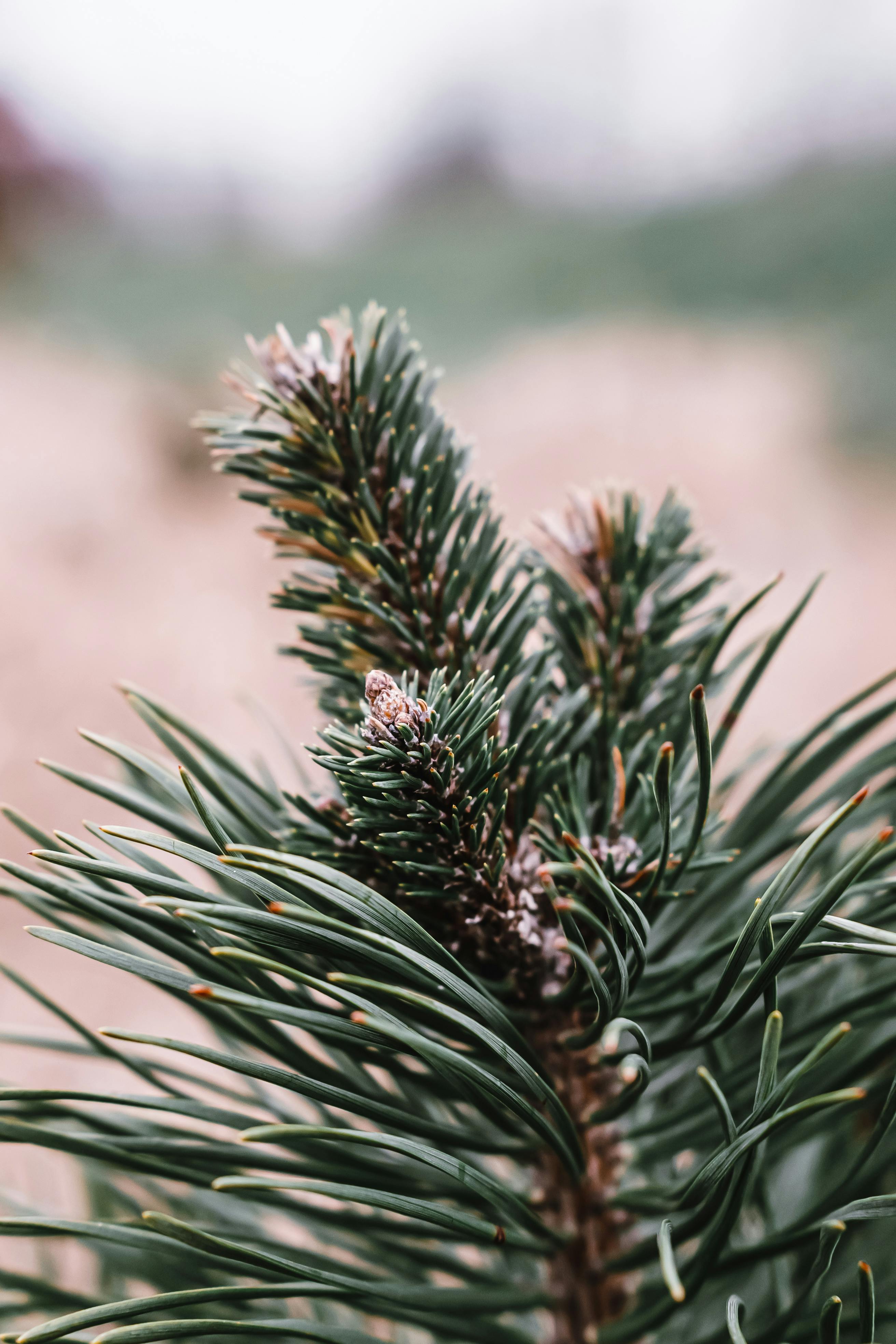 Close View of Green Pine Tree · Free Stock Photo