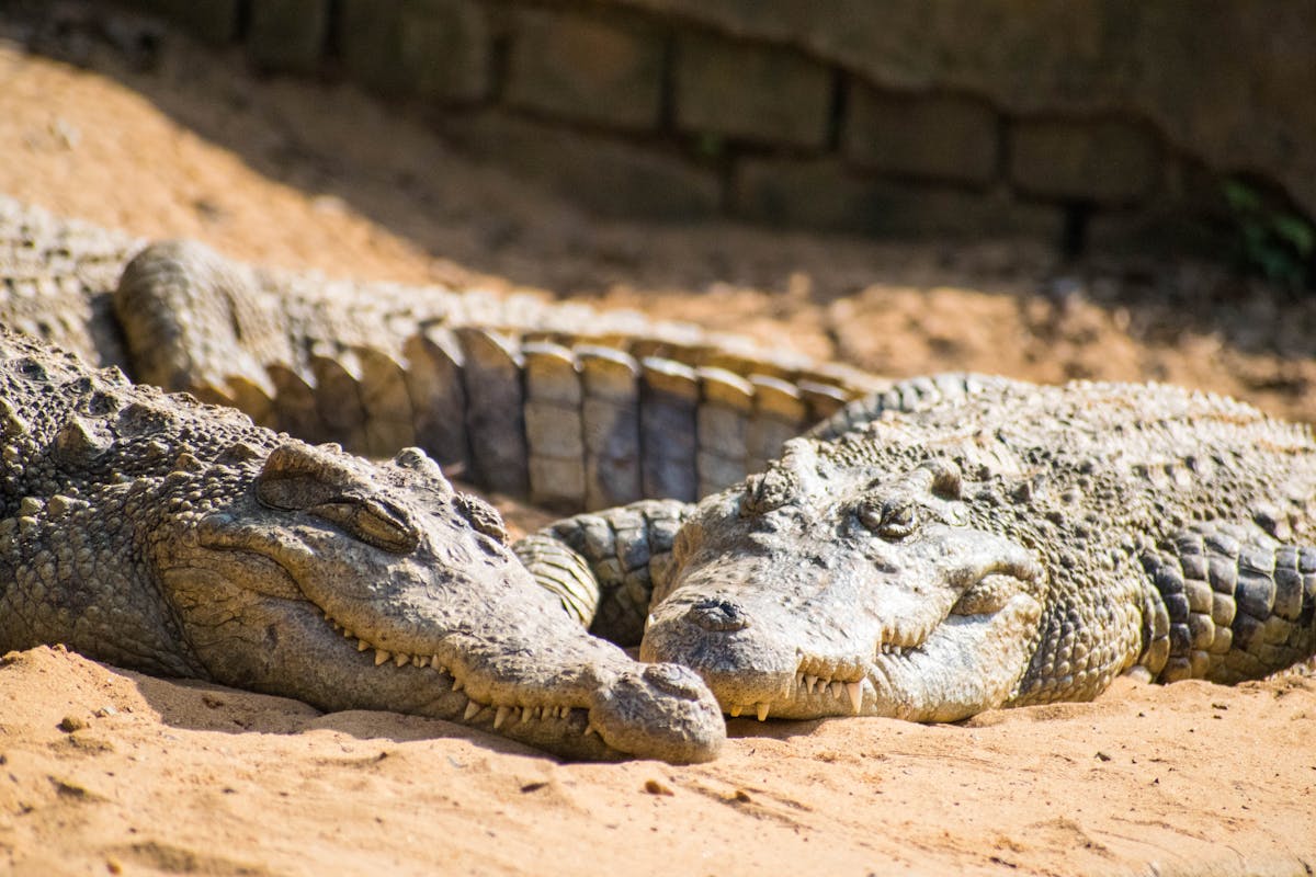 Nile Crocodiles Photos, Download The BEST Free Nile Crocodiles Stock Photos & HD Images